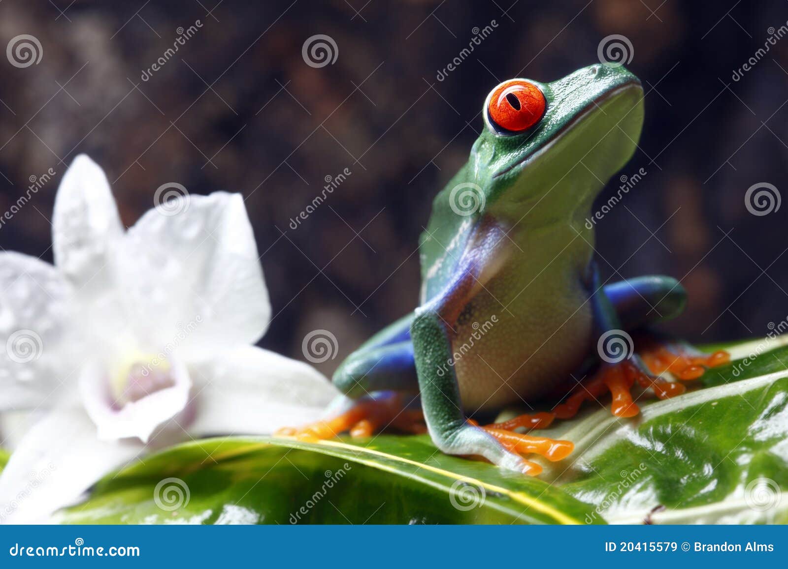 Rood-eyed boomkikker stock afbeelding. Image of wildernis - 20415579