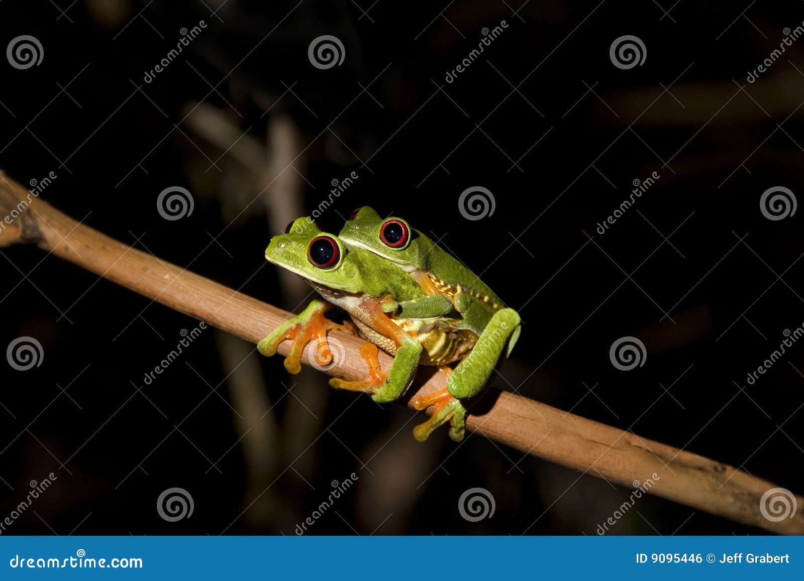 Rood-eyed Kikker VIII Van Het Blad Stock Foto - Image of centraal ...