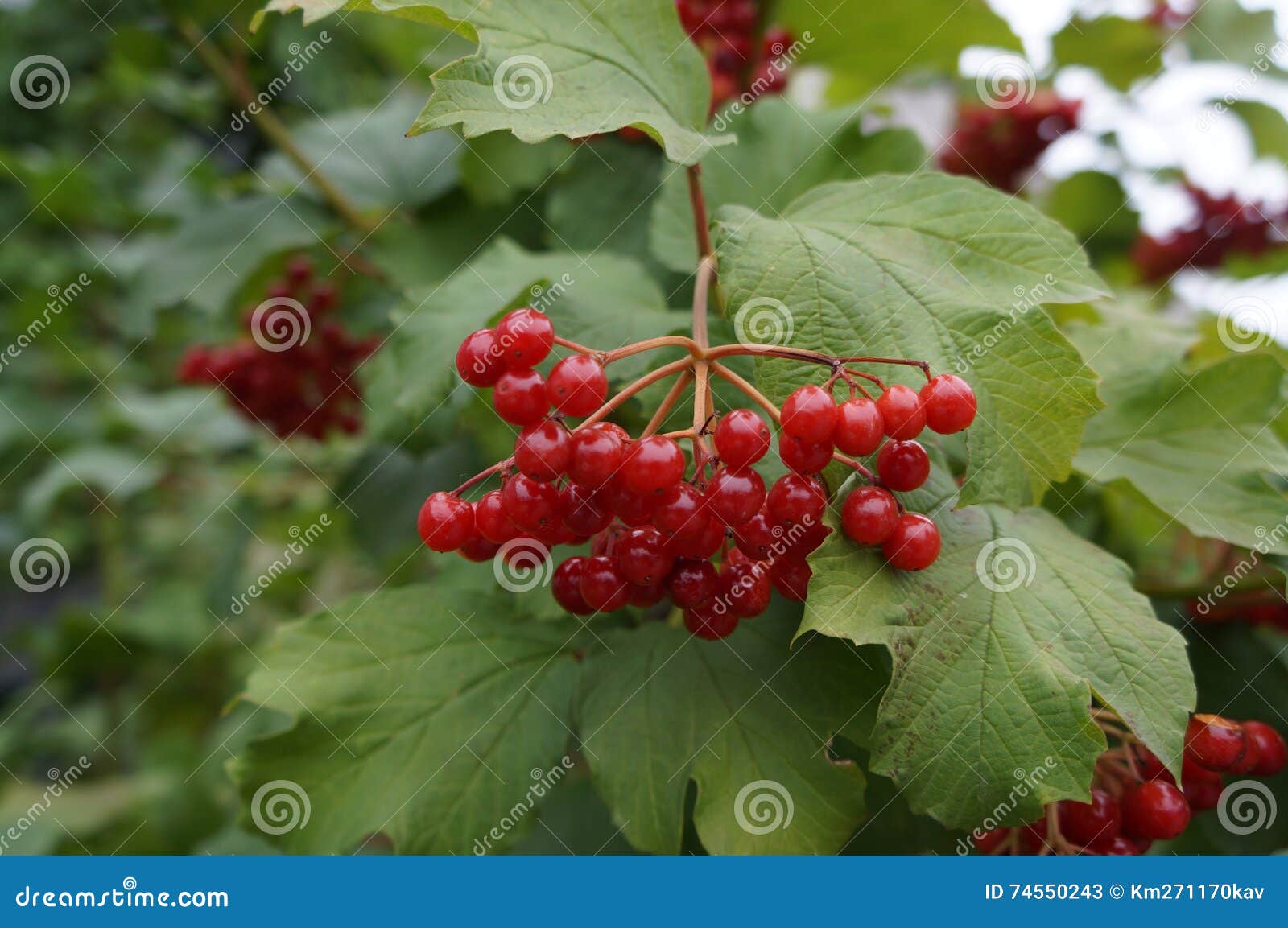 Rood Fruit Van De Struik Van Viburnumopulus Stock Afbeelding - Image of ...