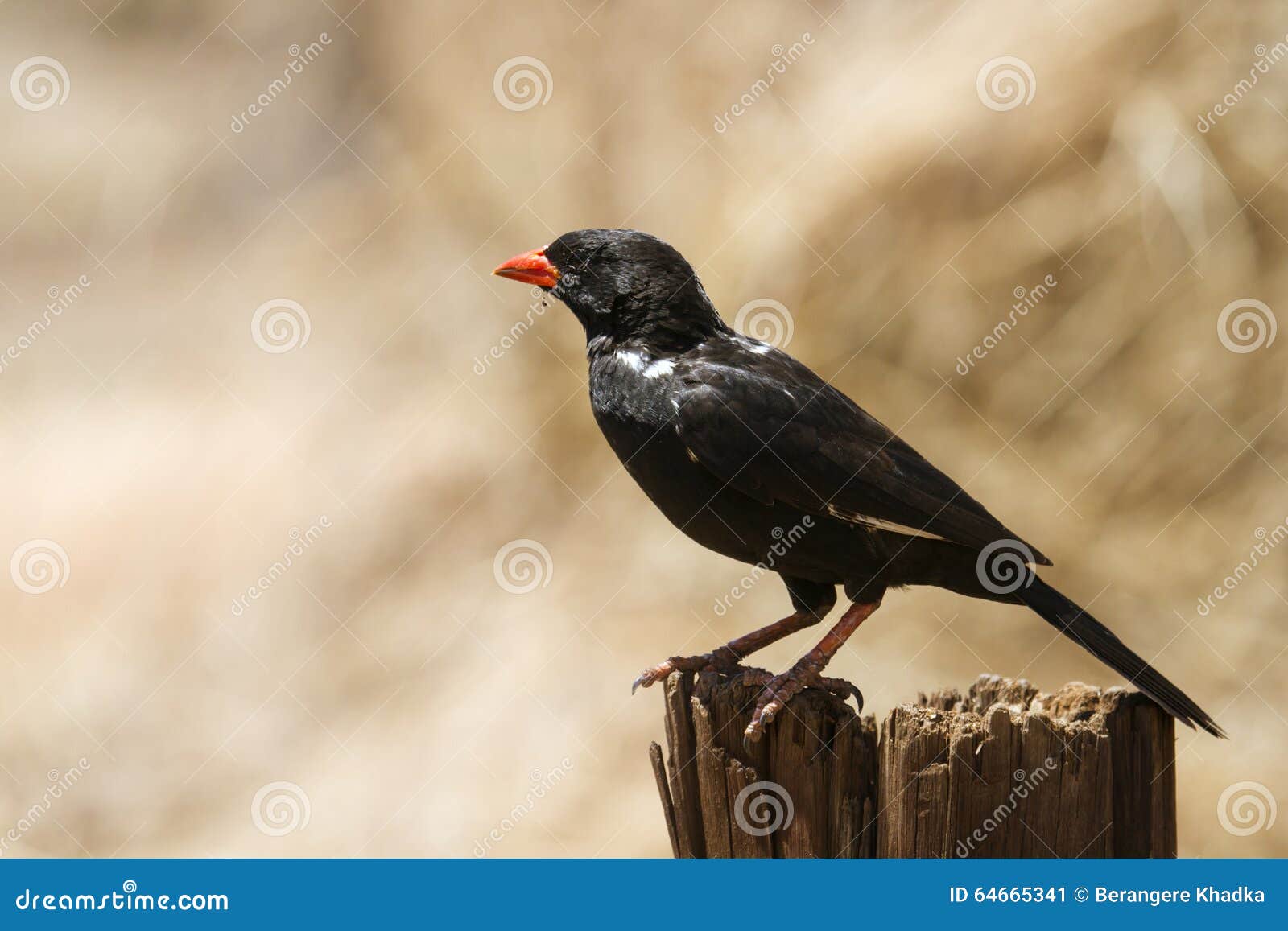 Rood-gefactureerde Buffel-Wever in Het Nationale Park Van Kruger Stock ...