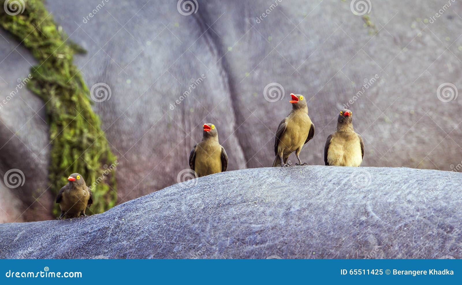 Rood-gefactureerde Buffel-Wever in Het Nationale Park Van Kruger Stock ...