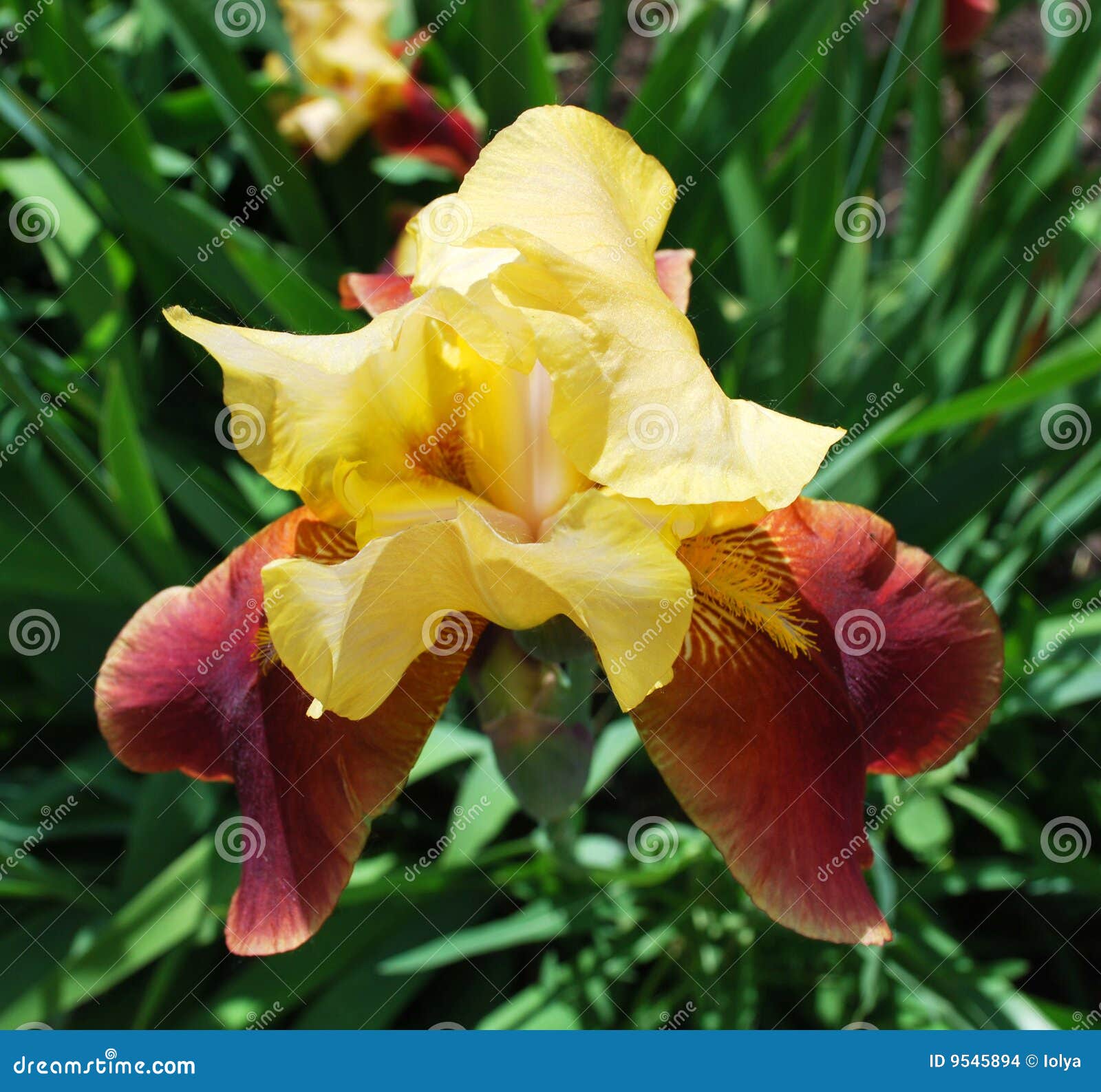 Rood-gele iris stock foto. Image of herbalisme, naughty - 9545894