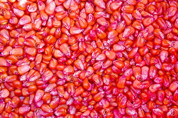 Rood graanzaad stock foto. Image of naughty, zaaien, graan - 30587236