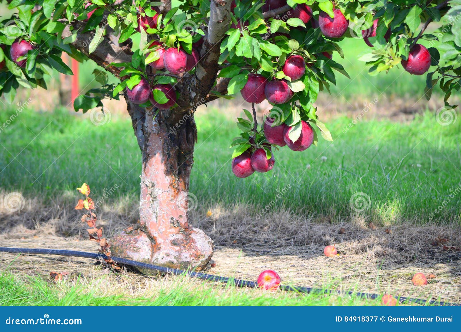 Rood - Heerlijke Apple-Boom Stock Afbeelding - Image of heerlijk ...
