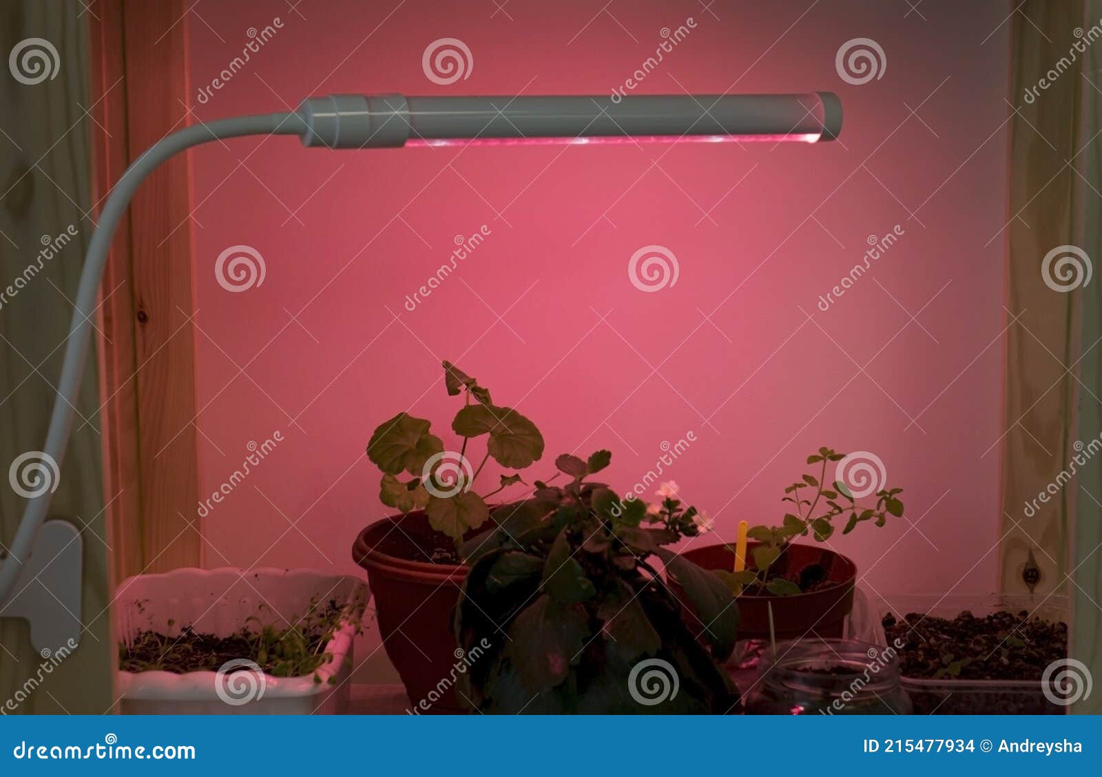 Rood Infrarood Licht Over Planten in Het Lab Stock Foto - Image of ...