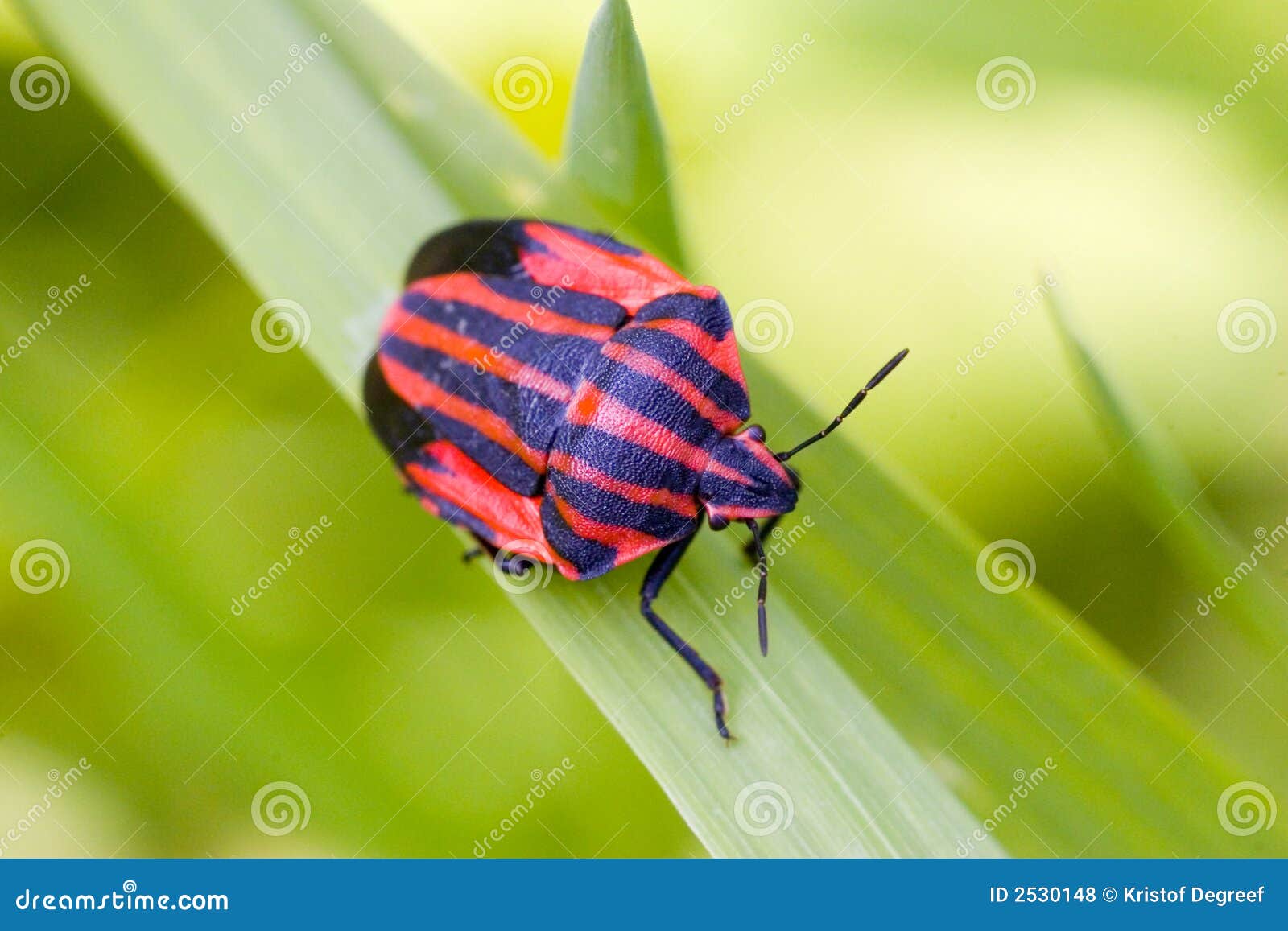 Rood insect stock foto. Image of lente, kleurrijk, rood - 2530148
