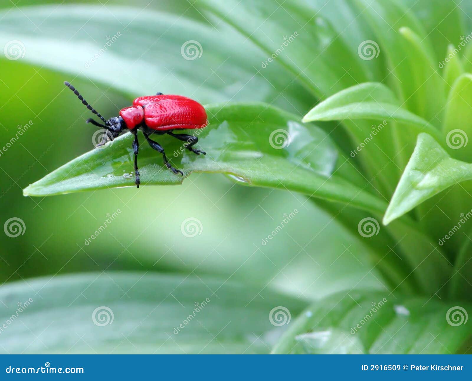 Rood Insect stock afbeelding. Image of macro, rood, insect - 2916509