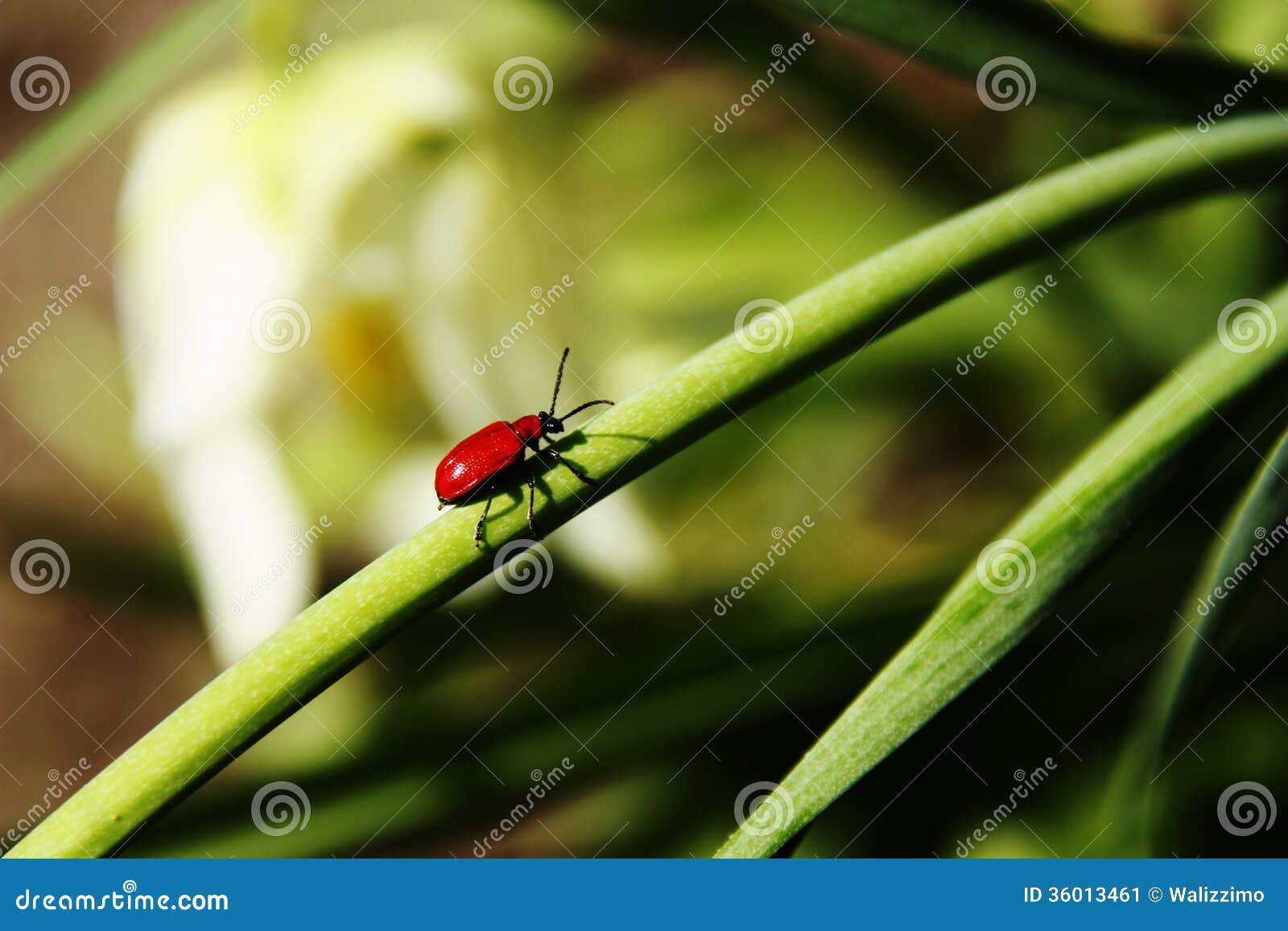 Rood insect stock afbeelding. Image of formeel, spontaan - 36013461