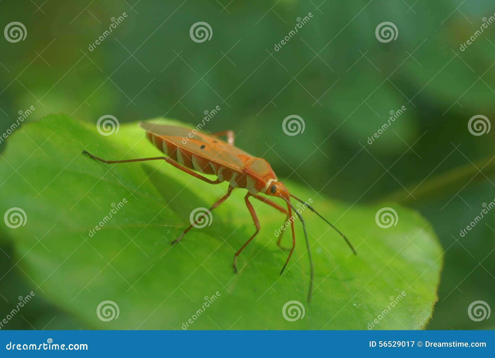 Rood insect stock afbeelding. Image of insect, geleedpotige - 56529017
