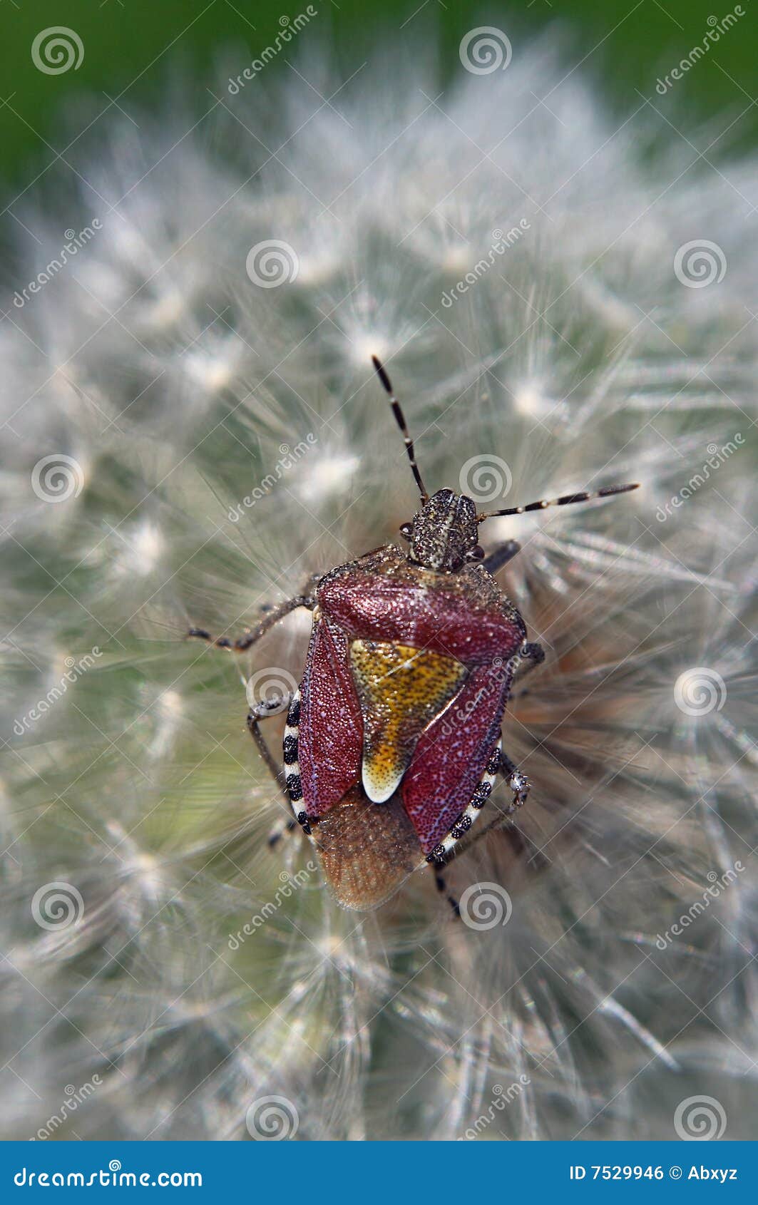 Rood insect stock foto. Image of weide, plantkunde, stellen - 7529946
