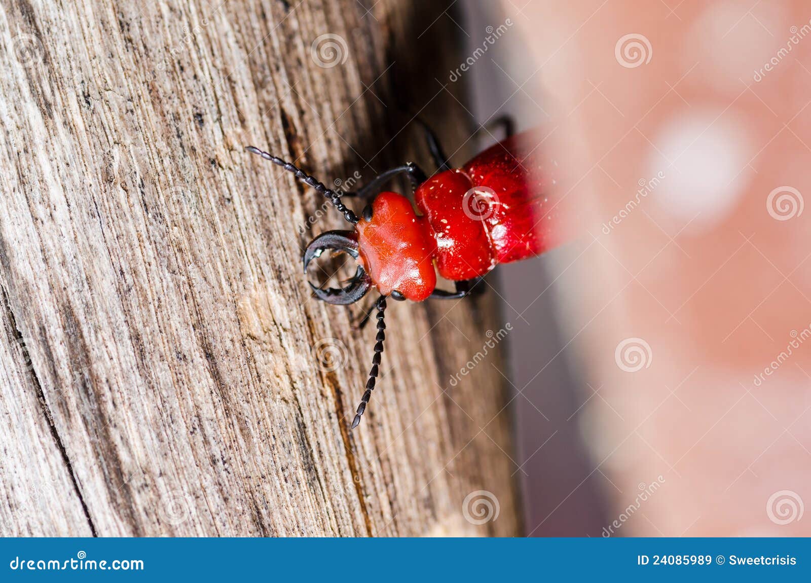 Rood insect en hout stock afbeelding. Image of insect - 24085989