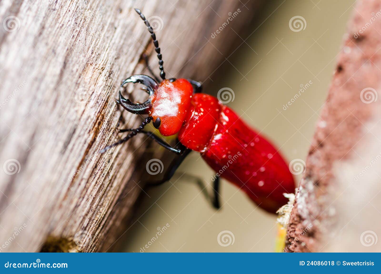 Rood insect en hout stock foto. Image of wild, zomer - 24086018