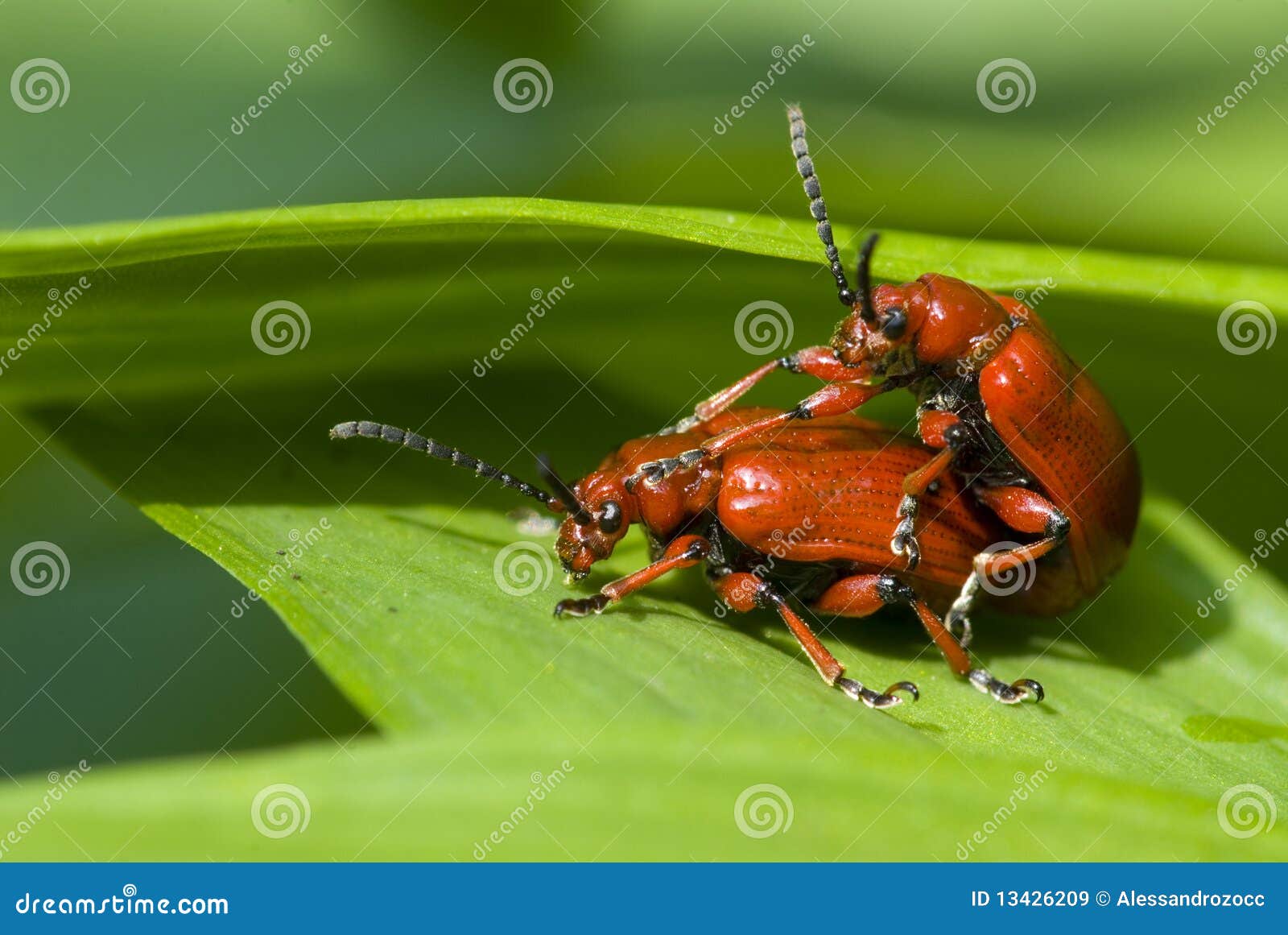Rood Insect Op Een Groen Blad Stock Afbeelding - Image of sluit, groen ...