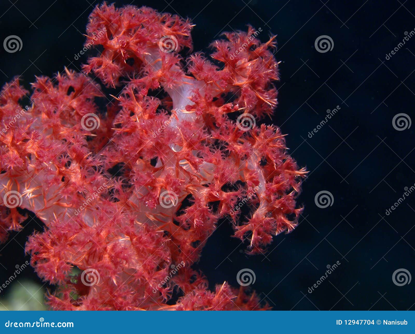 Rood Koraal stock foto. Image of vissen, ertsader, koraal - 12947704