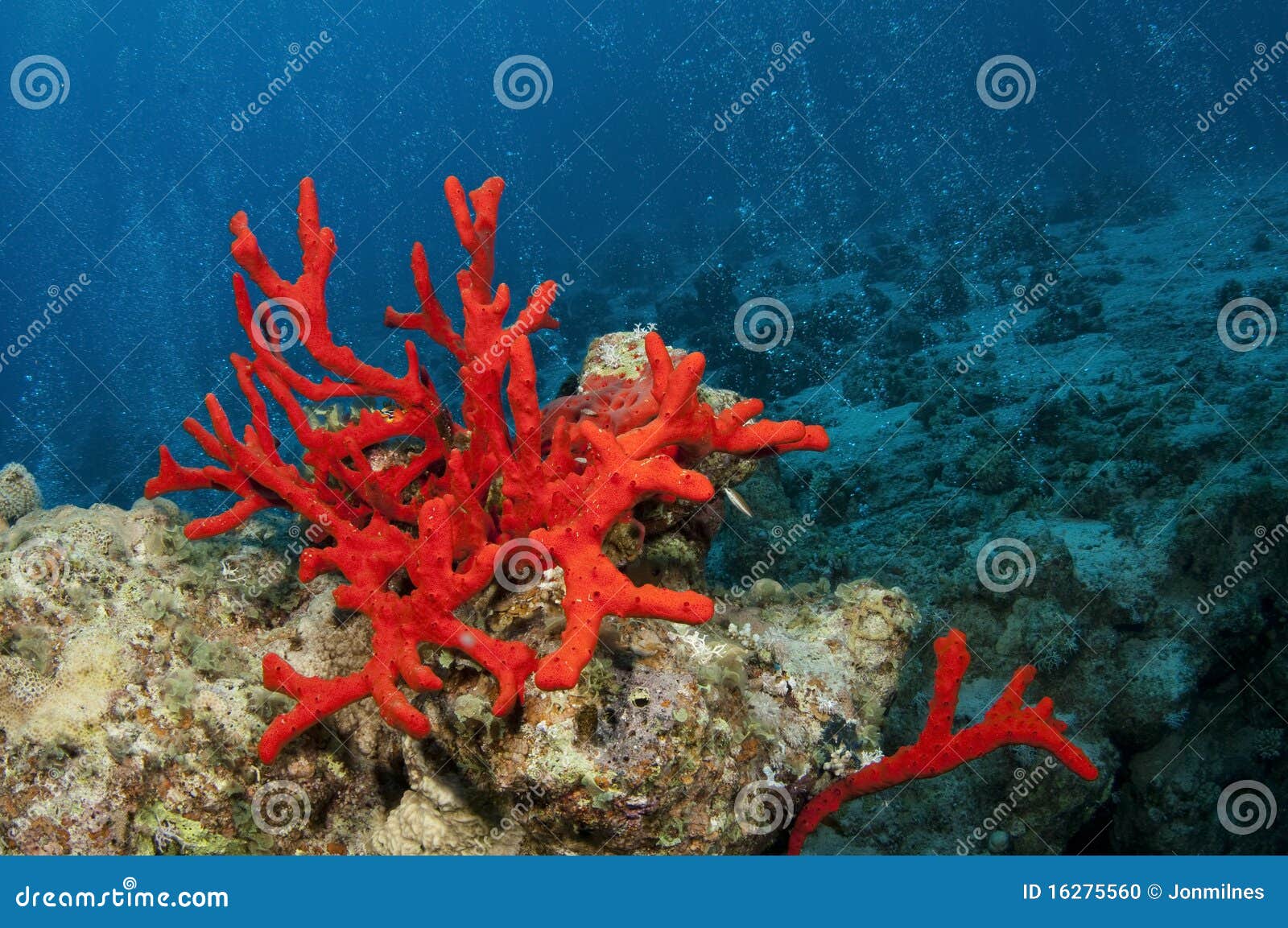 Rood Koraal stock foto. Image of beeld, kleur, actief - 16275560