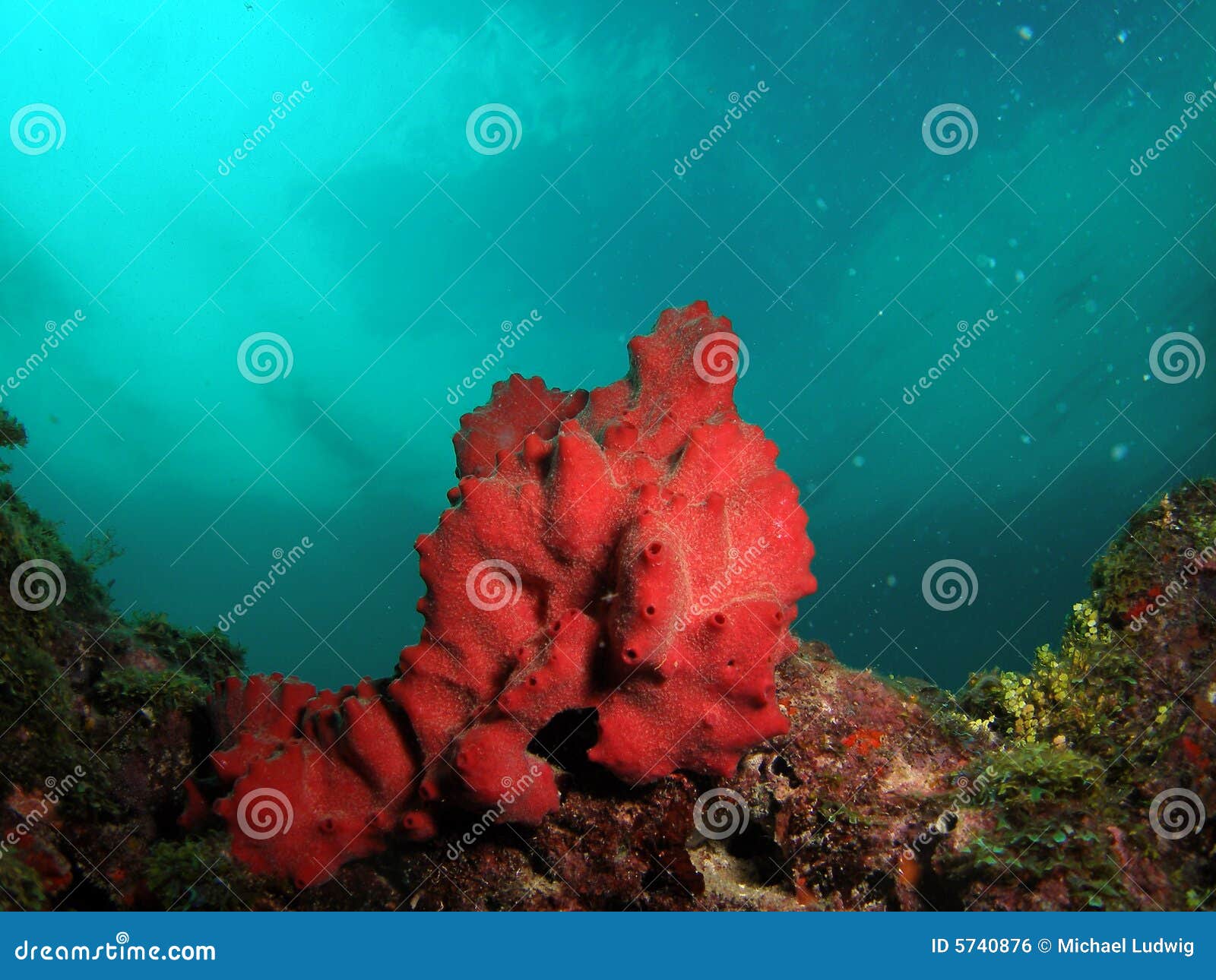 Rood Koraal stock foto. Image of oceaan, duiker, water - 5740876