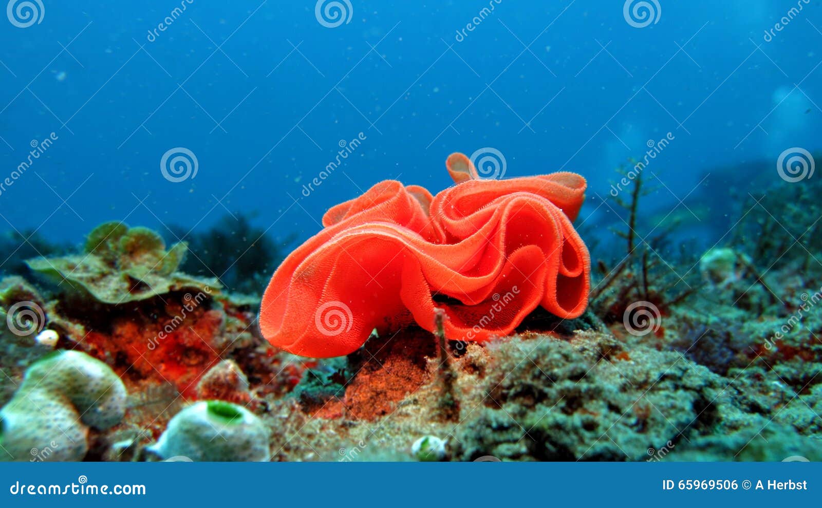 Rood koraal stock foto. Image of bevederd, mozambique - 65969506