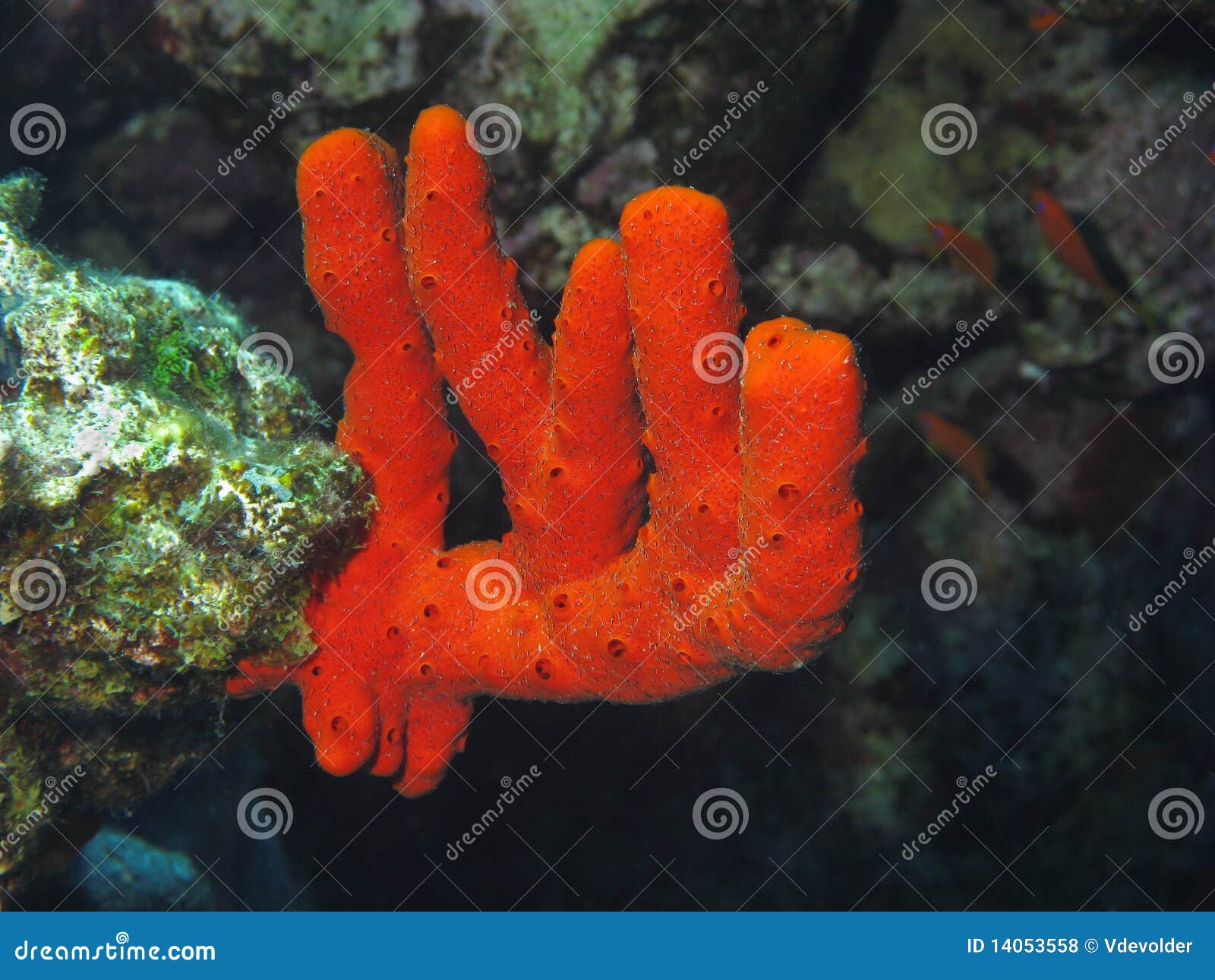 Rood Koraal in Het Rode Overzees, Egypte Stock Foto - Image of flora ...