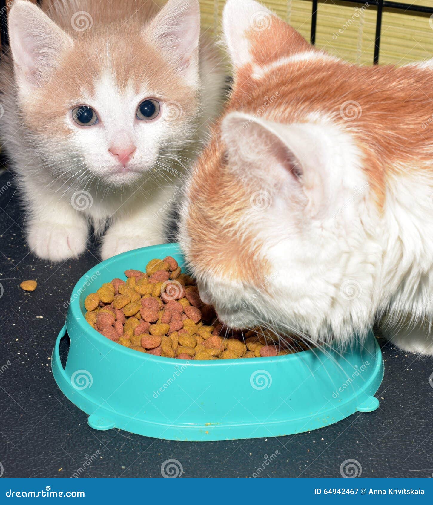 Rood Met Het Witte Kat En Katjes Eten Stock Afbeelding - Image of eten ...
