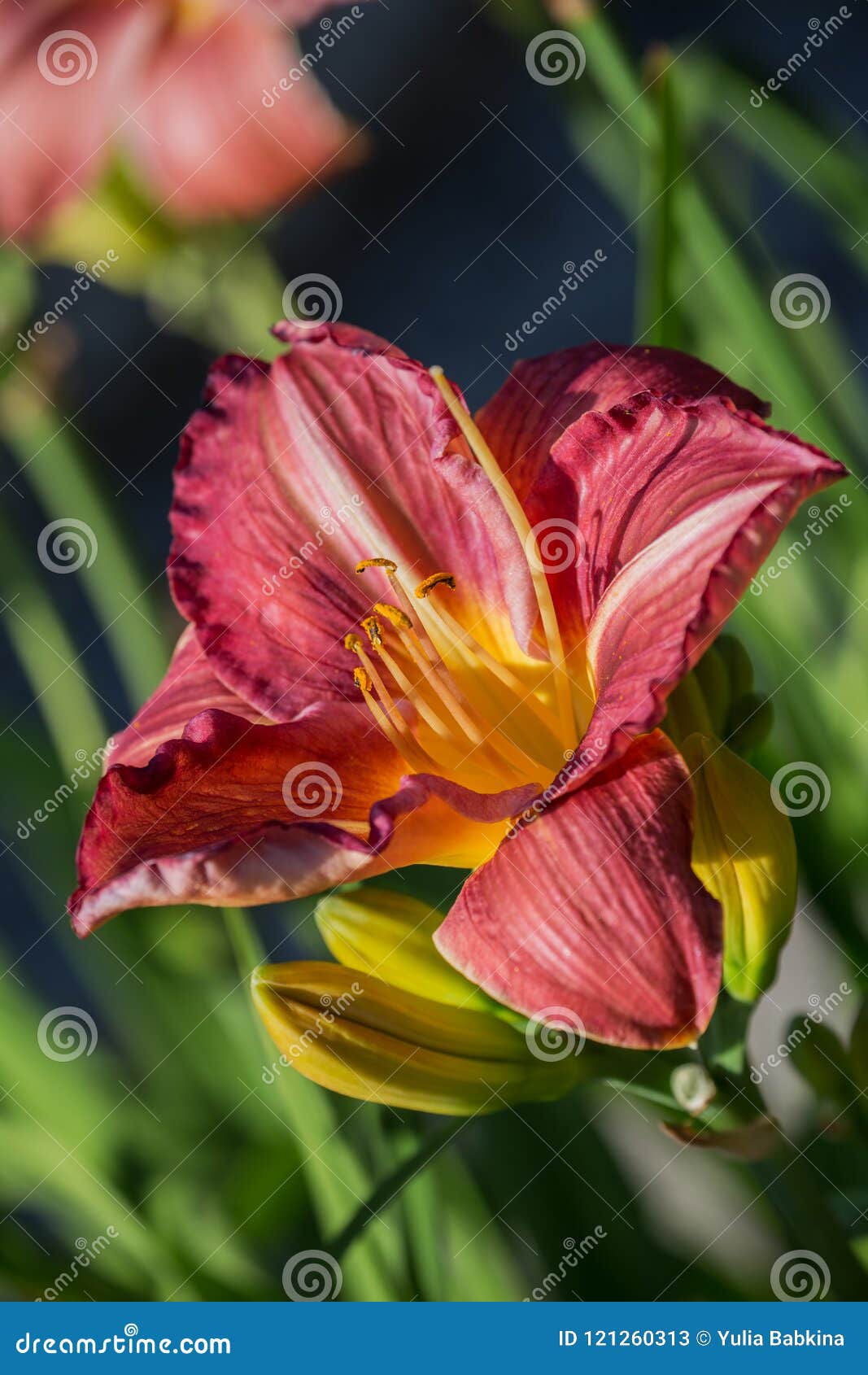 Rood Met Witte Streep Daylily Hemerocallis Stock Afbeelding - Image of ...