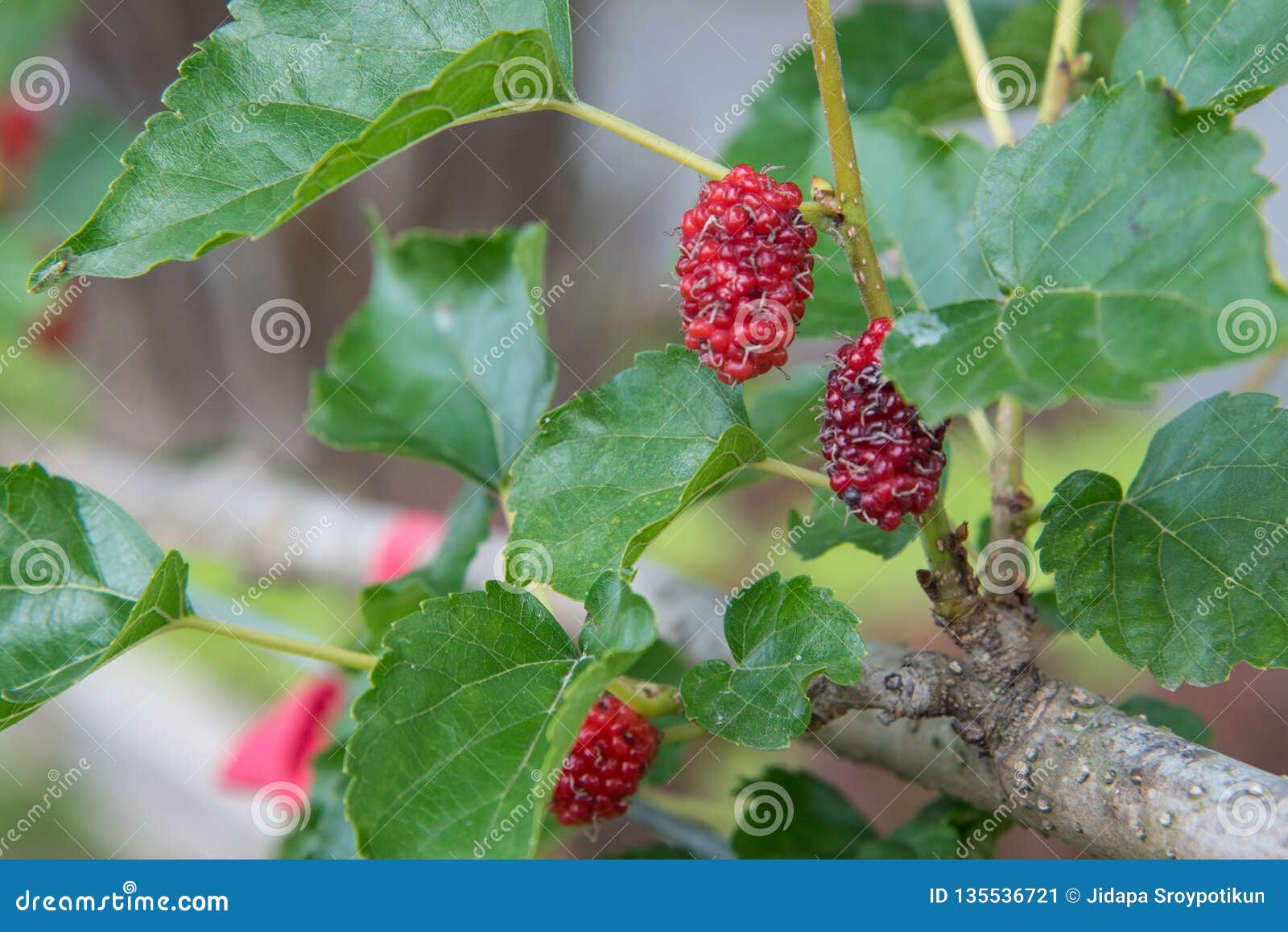 Rood Moerbeiboomfruit Op Boommoerbeiboom Stock Afbeelding - Image of ...