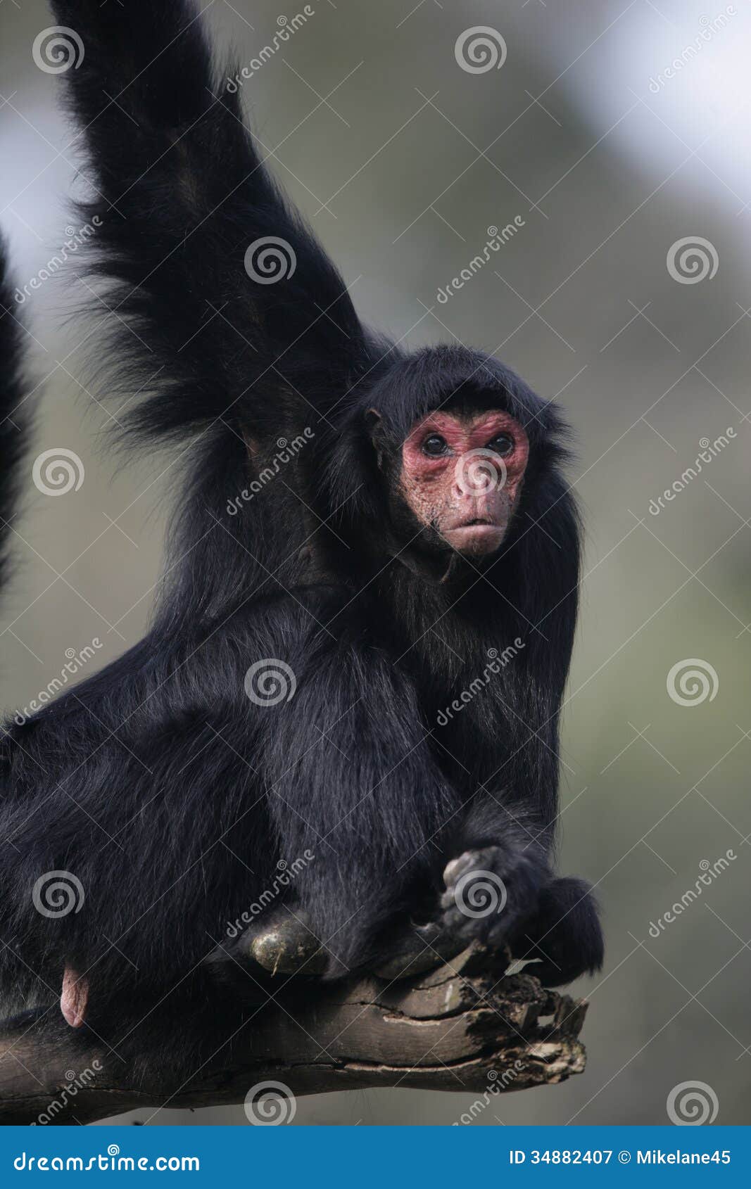 Rood-onder Ogen Gezien Spinaap, Ateles-paniscus Stock Afbeelding ...