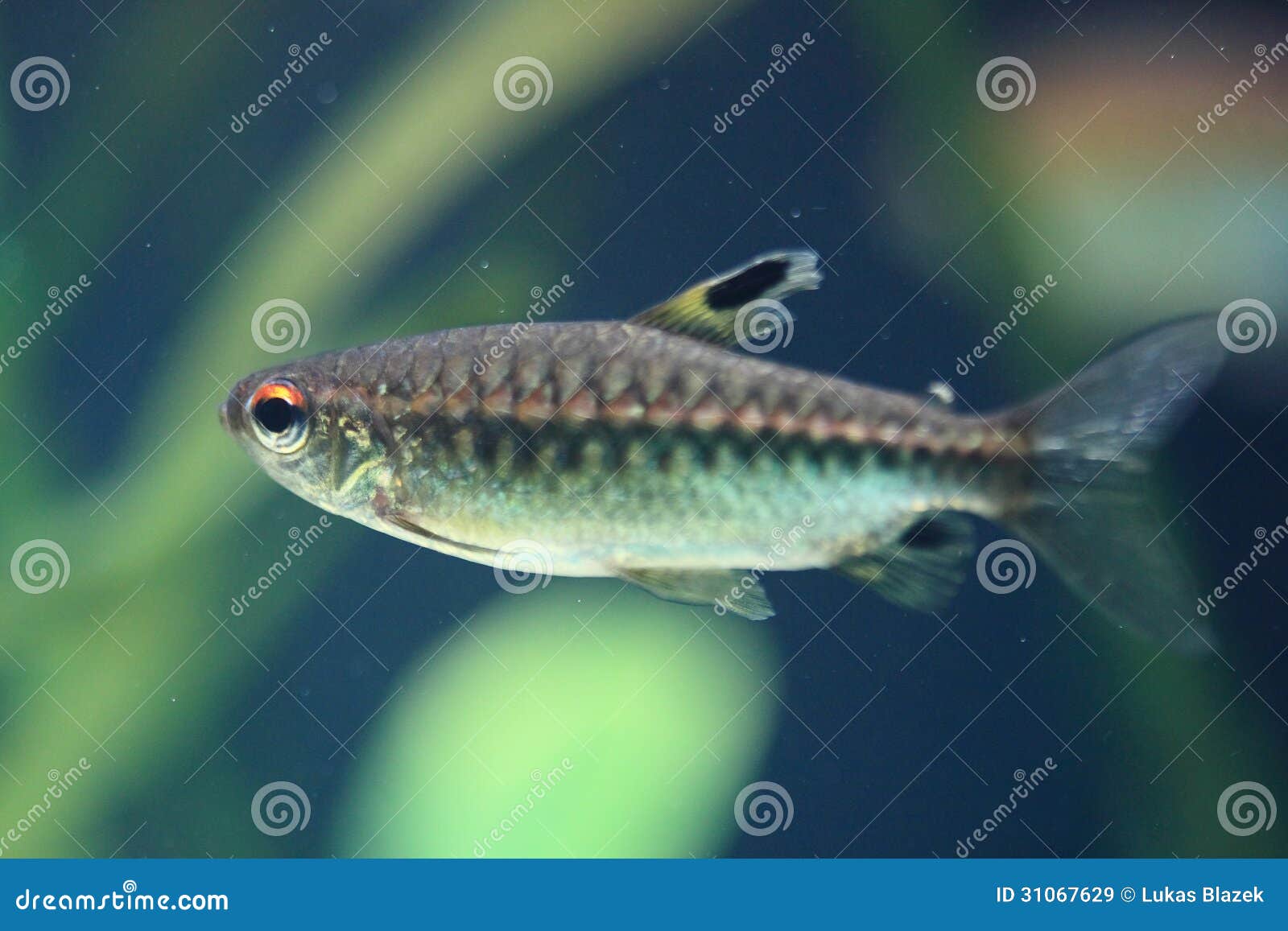 Rood oog tetra stock afbeelding. Image of tetra, geel - 31067629