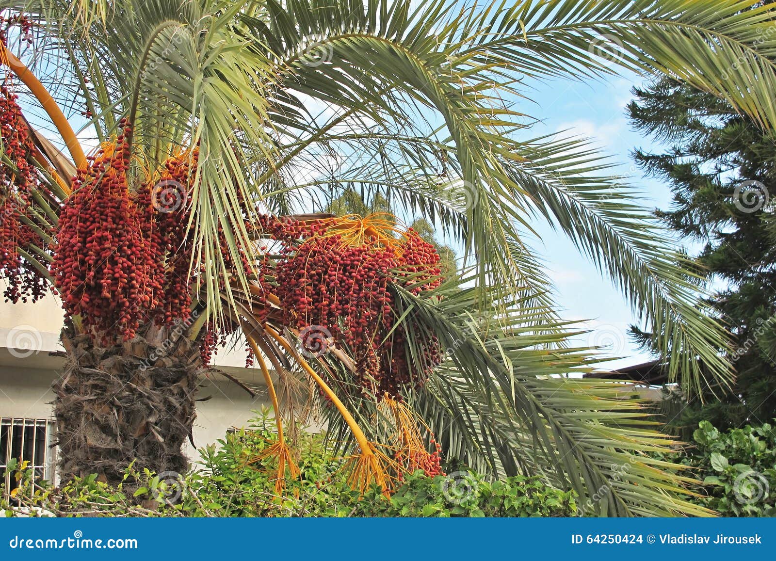 Rood palmfruit, Cyprus stock foto. Image of blad, datum - 64250424