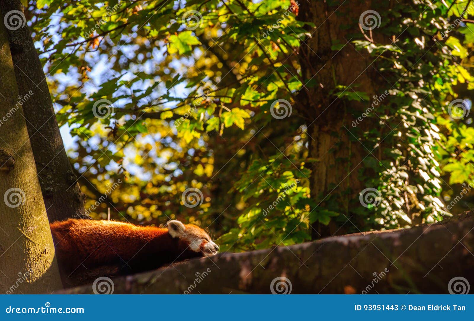 Rood Panda Resting Op Een Boom Stock Afbeelding - Image of zomer, door ...