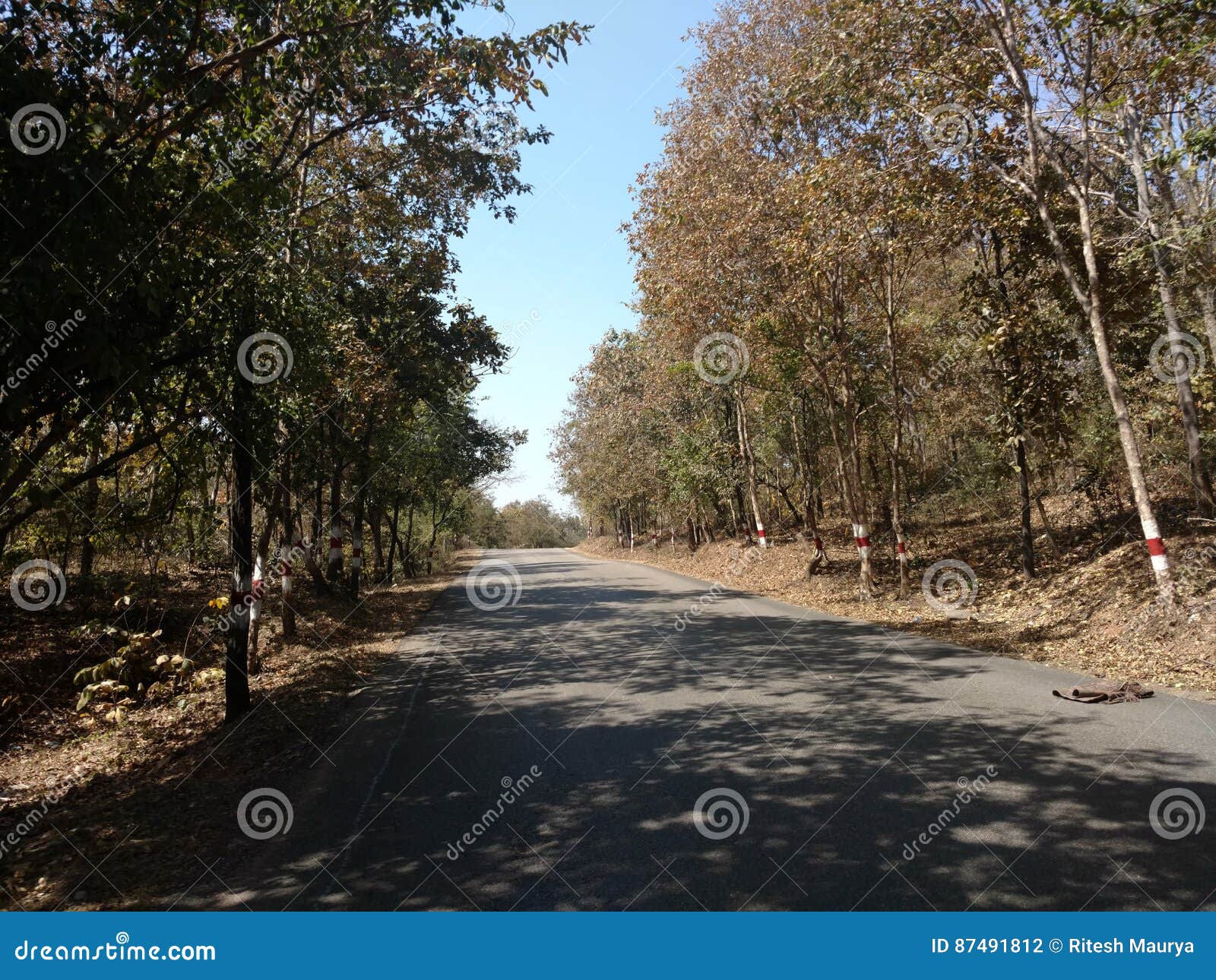 Rood tree sky stock photo. Image of rood, tree, street - 87491812