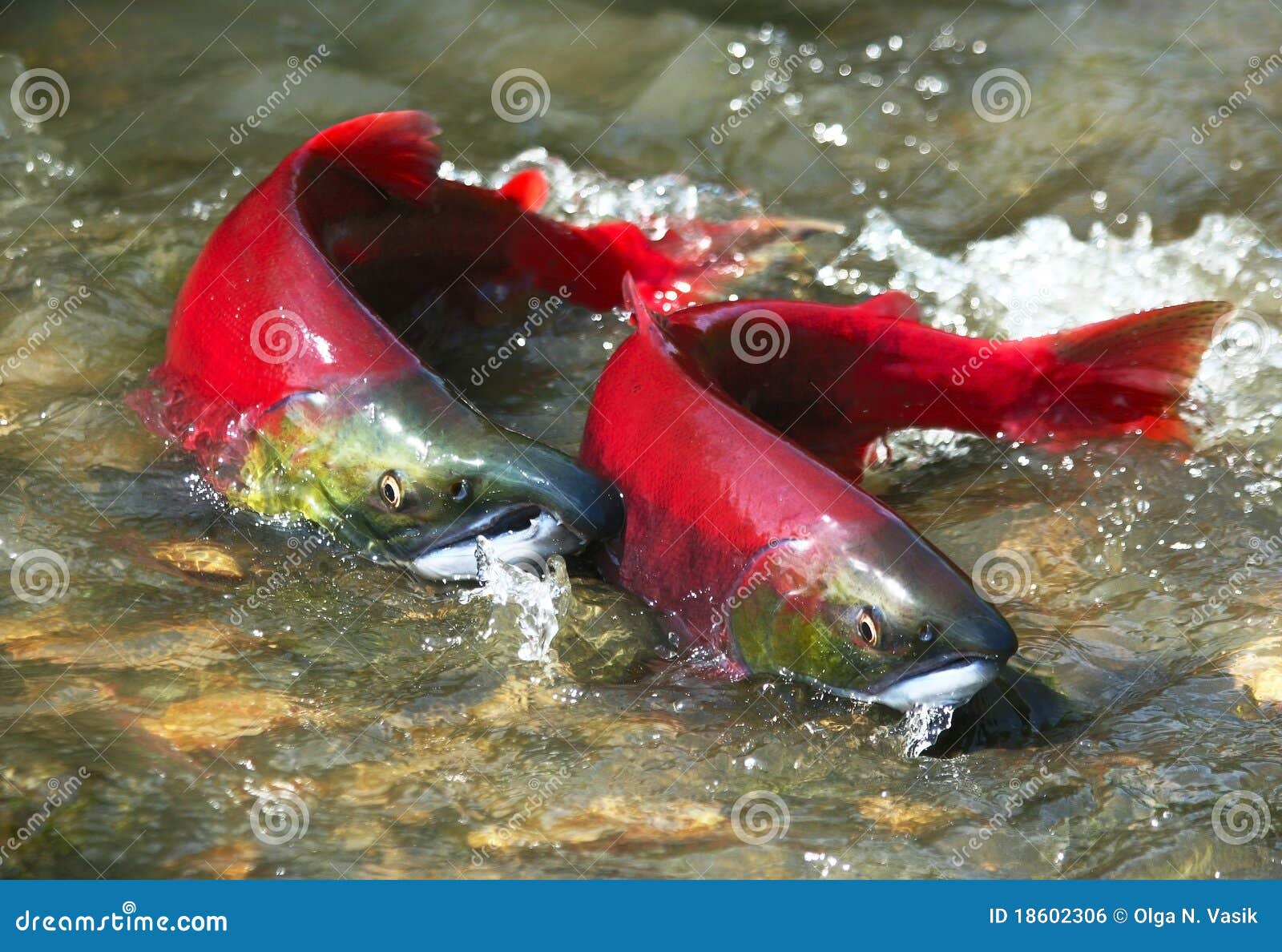 Rood zalmpaar stock foto. Image of voetstuk, schaaldier - 18602306