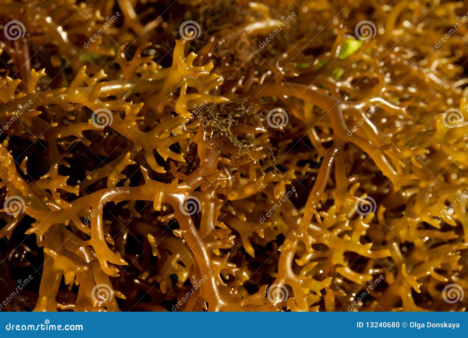 Rood zeewier stock foto. Image of kleur, groen, gras - 13240680