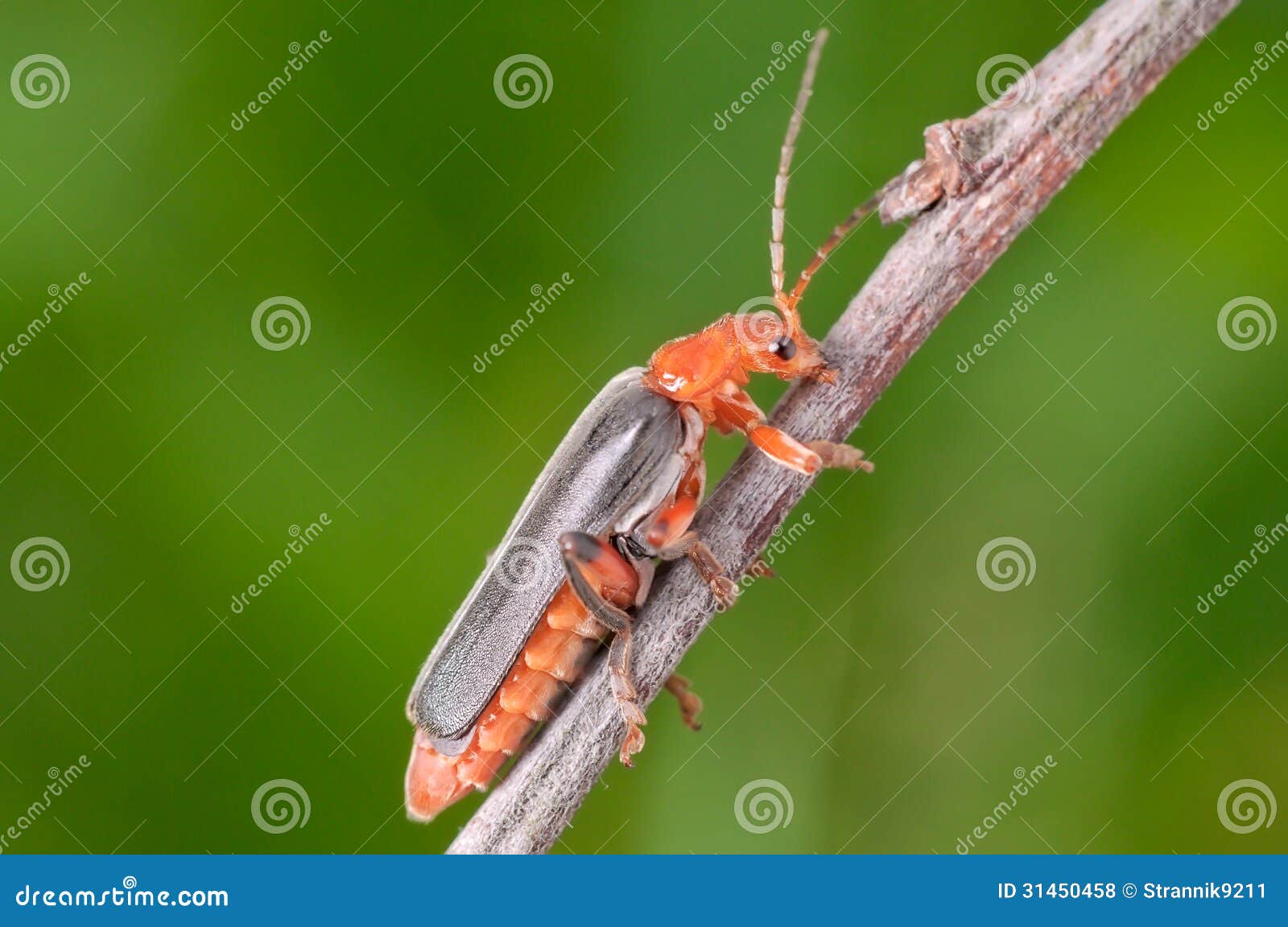 Rood-zwarte kever stock foto. Image of insect, achtergrond - 31450458