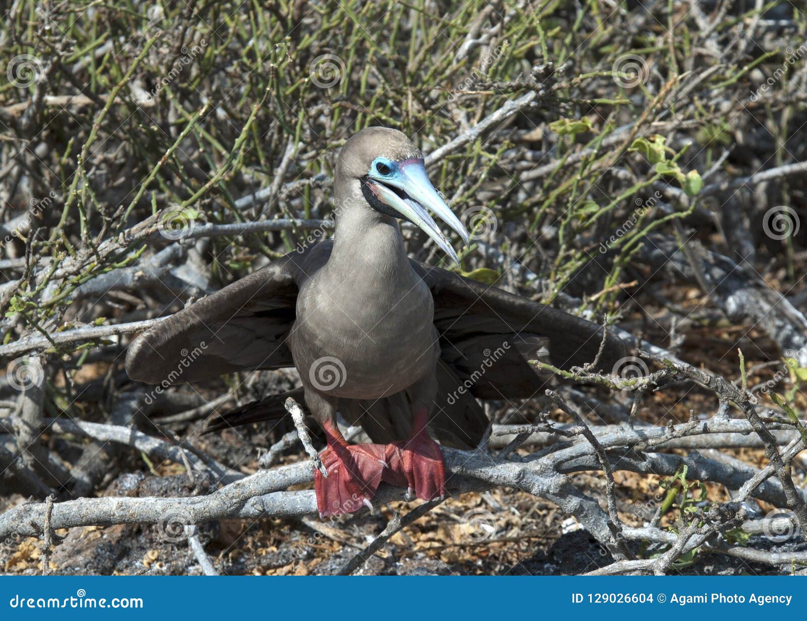 Roodpootgent, Bobo Rojo-con Base, Sula Del Sula Foto de archivo ...