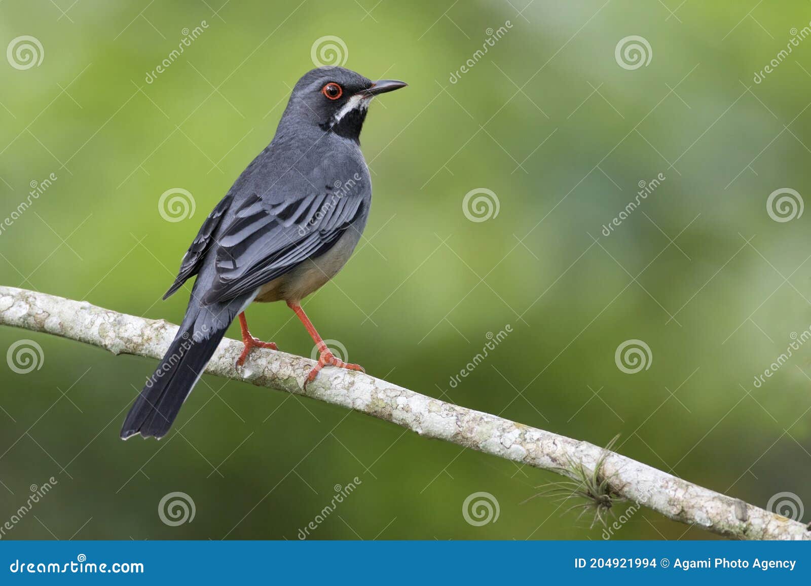 Roodpootlijster, Red-legged Thrush, Turdus Plumbeus Stock Photo - Image ...