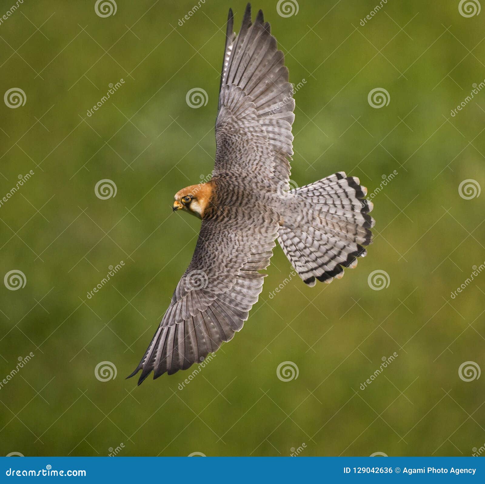 Roodpootvalk, Red-footed Falcon, Falco Vespertinus Stock Photo - Image ...