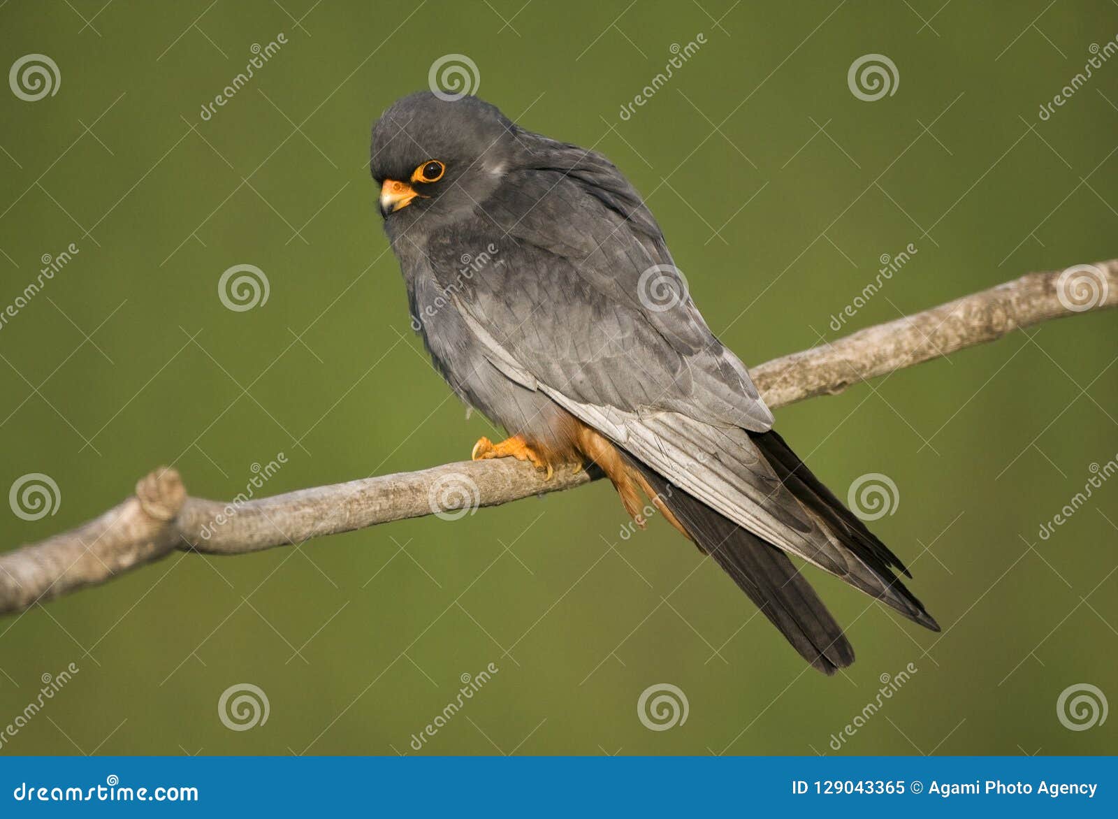 Roodpootvalk, Red-Footed Falcon, Falco Vespertinus Stock Image - Image ...