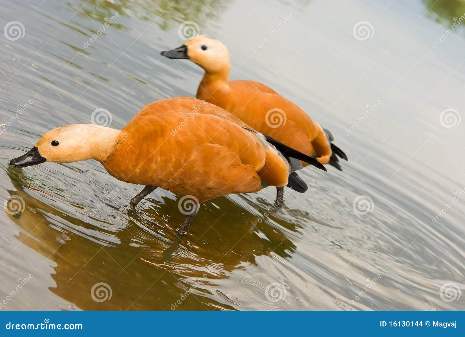 Roody shelduck stock photo. Image of ruddy, casarca, brown - 16130144