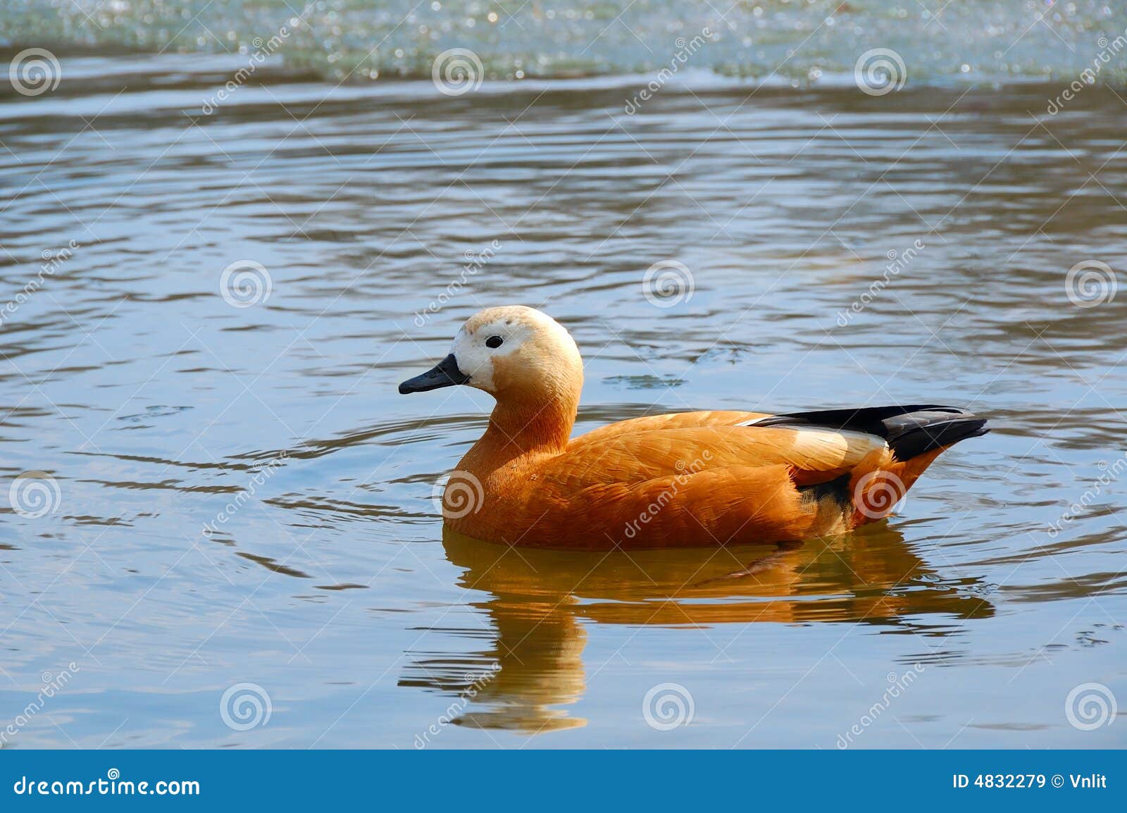 Roody shelduck stock image. Image of waterfowl, orange - 4832279