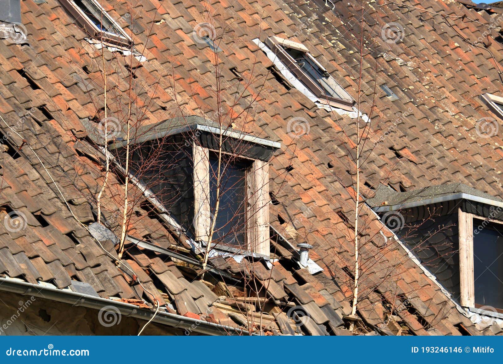 Roof Damage, Broken Roof with Tree Growth Stock Photo - Image of ...