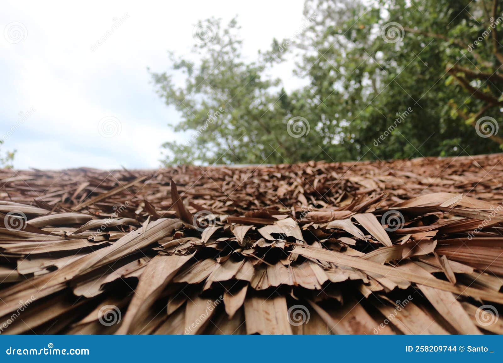 The Roof of the House Made of Leaves Stock Photo - Image of nature ...