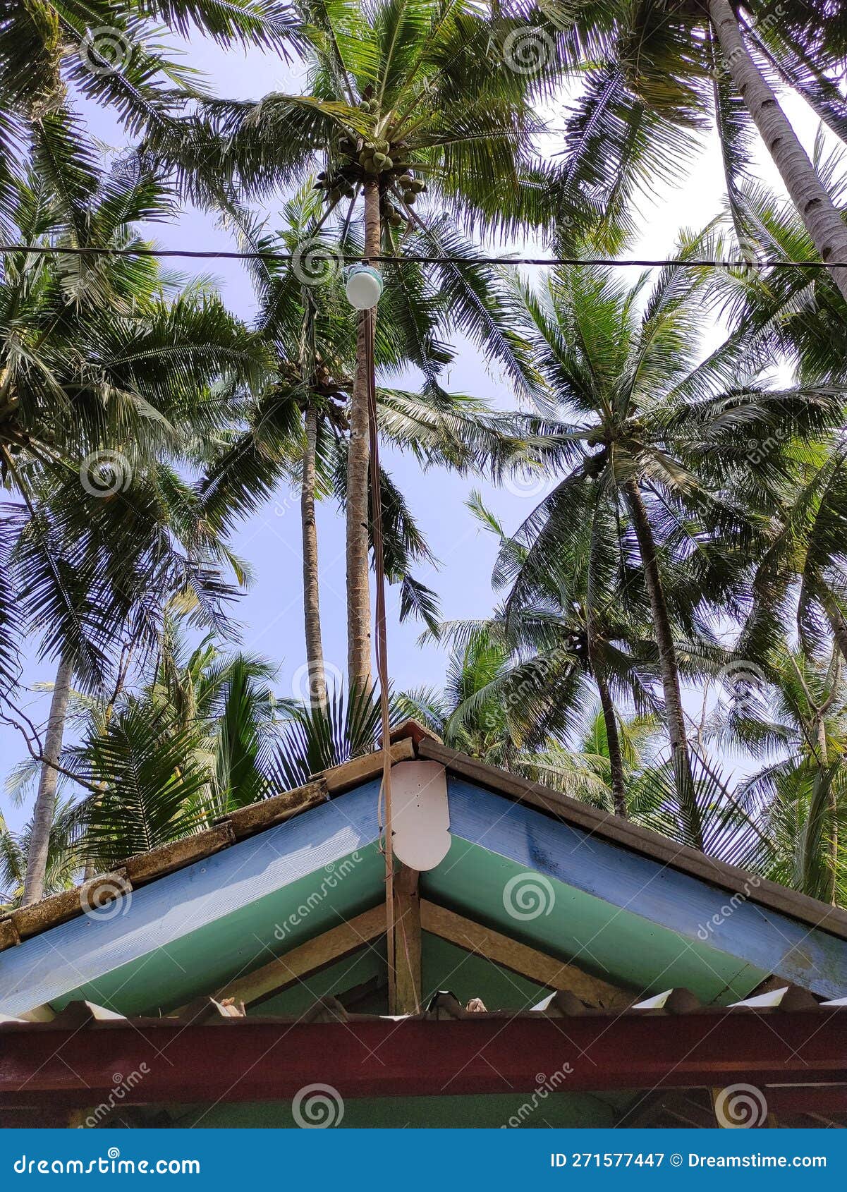 The Roof of the House with a View of Coconut Trees in the Background ...