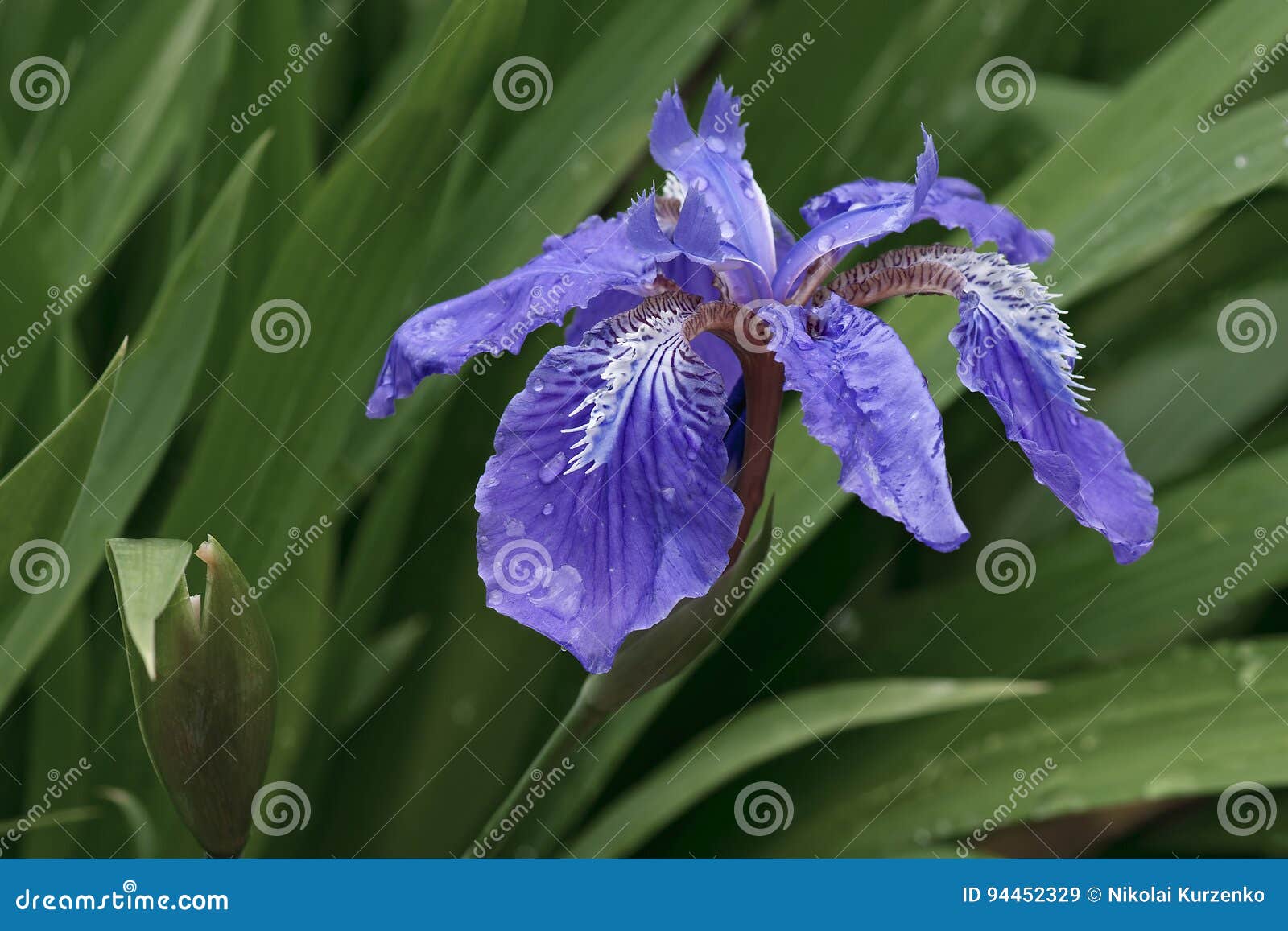 Roof iris flower stock image. Image of lophiris, tectorum - 94452329