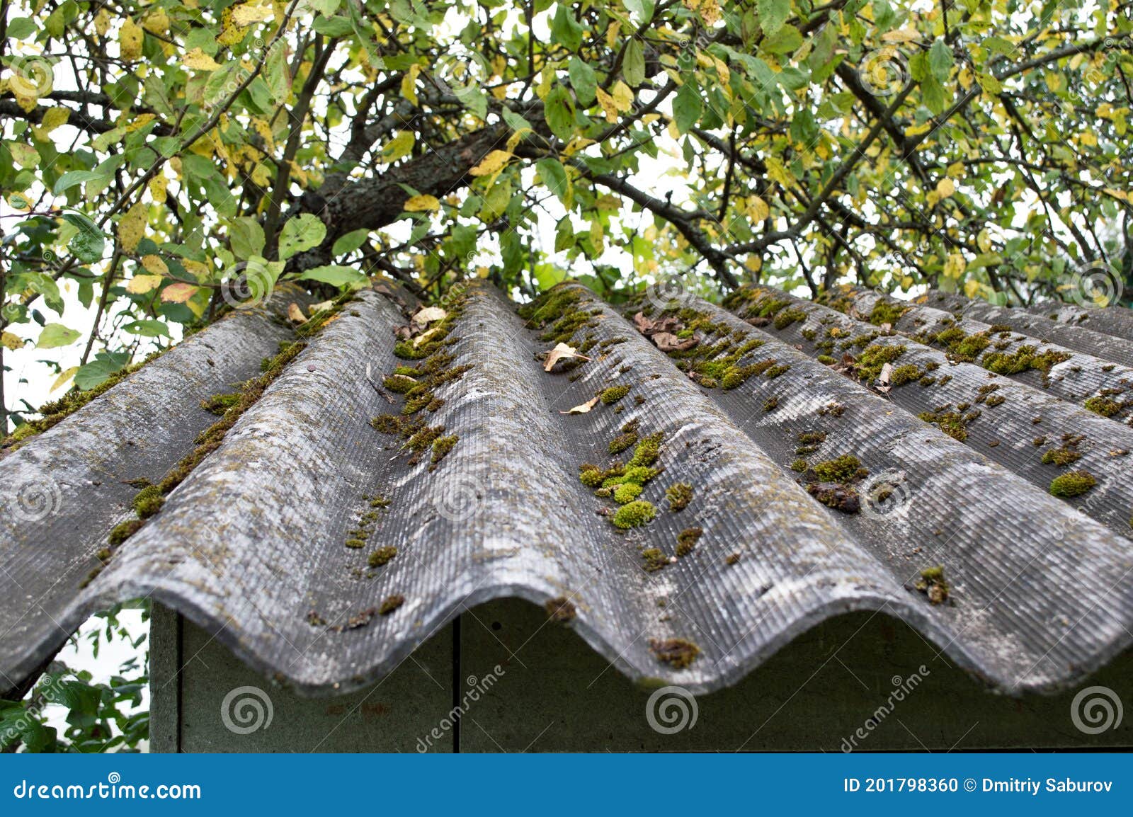 Roof Old Slate. Autumn Leaves and Tree Branches. Stock Photo - Image of ...
