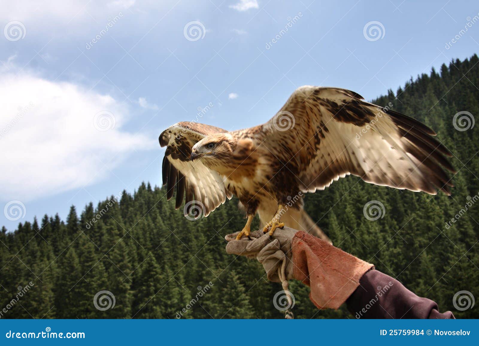 Roofdier Vogel, Valk. De Vleugels Van Golven. Stock Foto - Image of ...