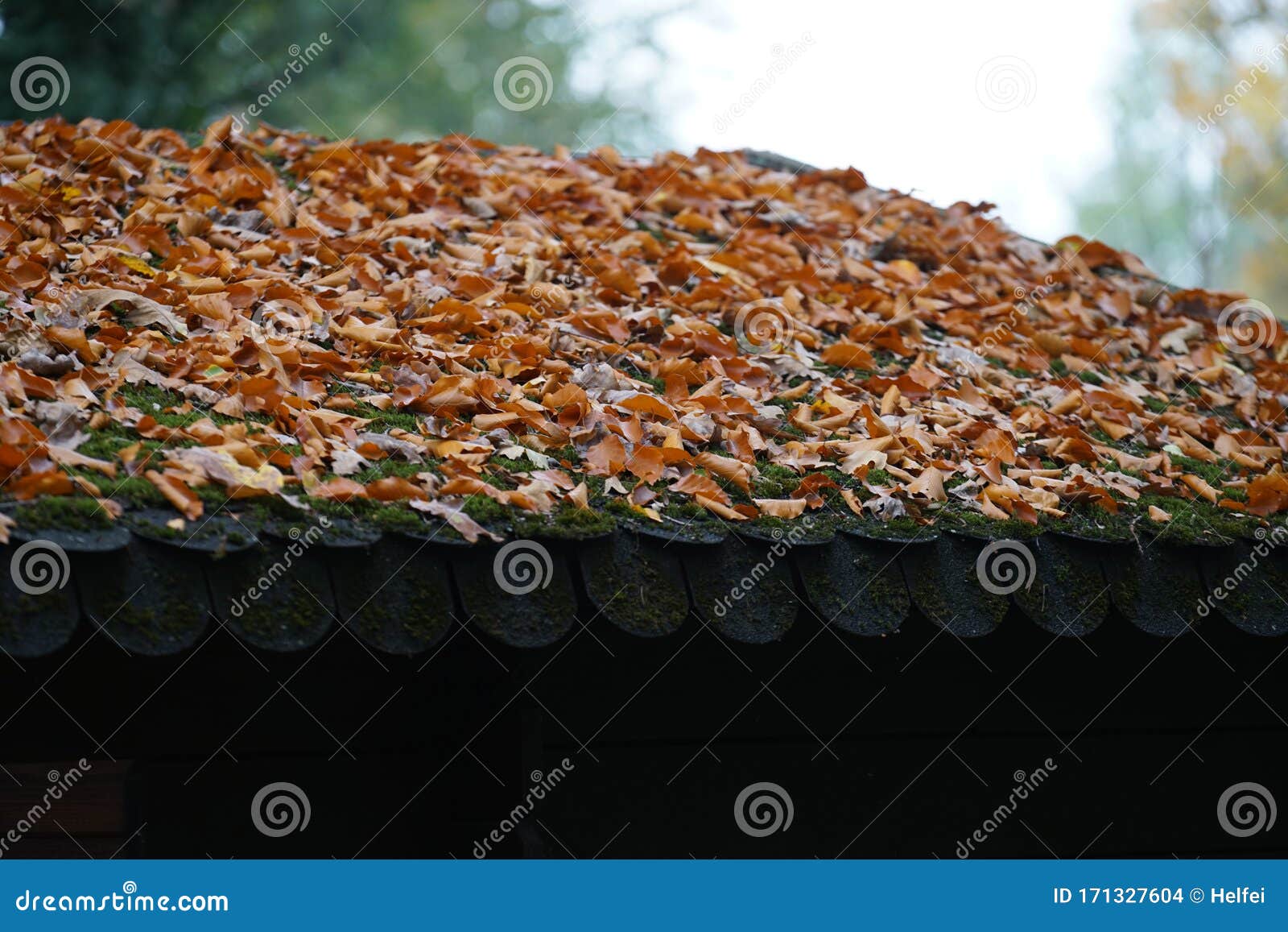 Roofing with Different Materials is Overgrown with Moss and Other ...