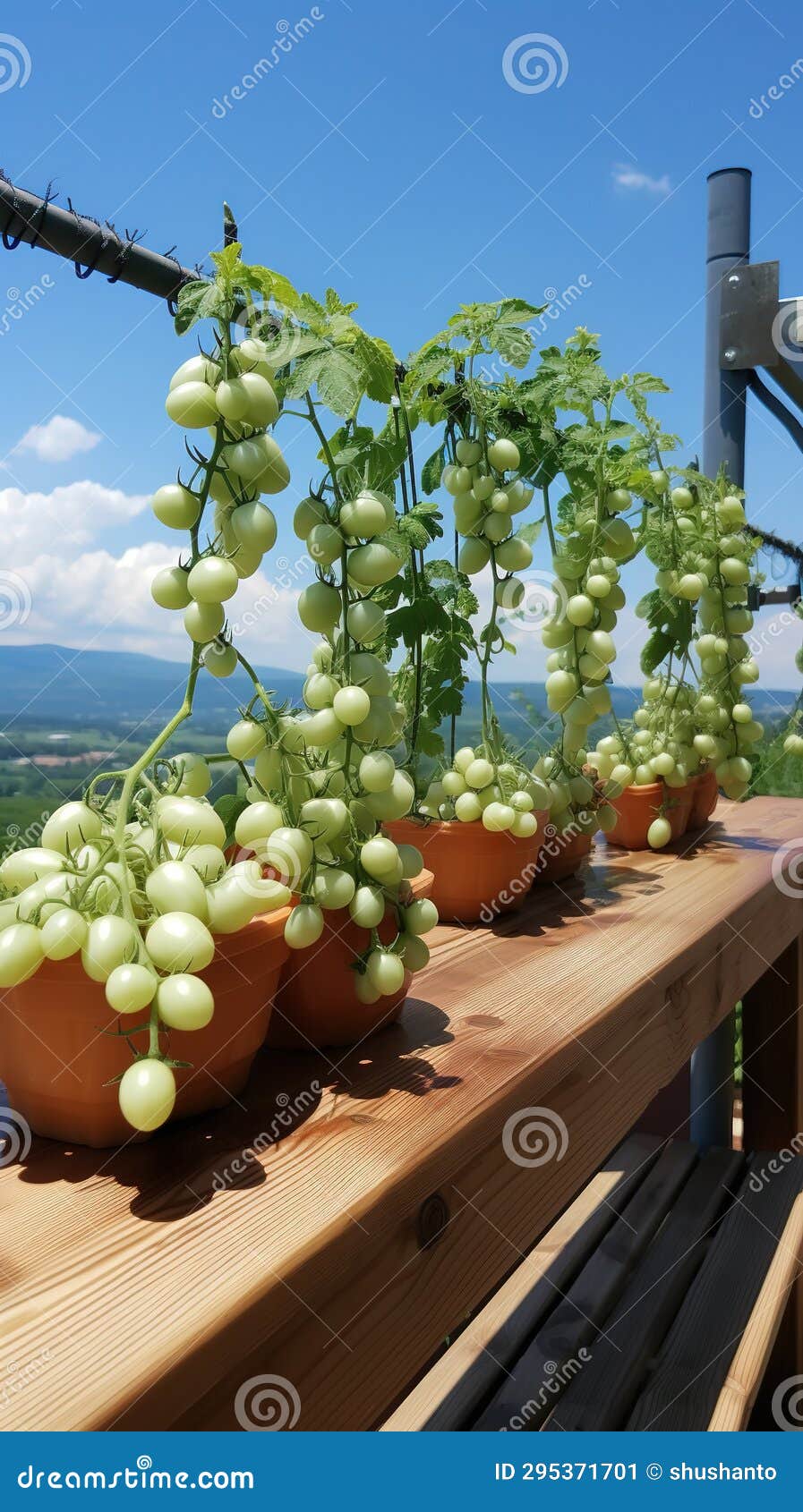 A Rooftop Garden with Fruits and Vegetables Growing Stock Image - Image ...
