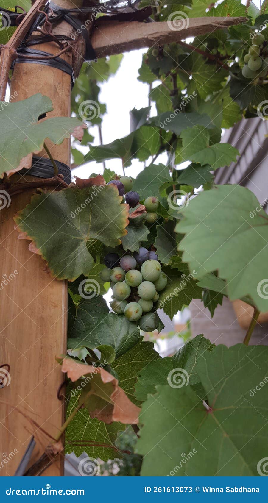 Rooftop Garden - Mini Grapes Growing Stock Image - Image of garden ...