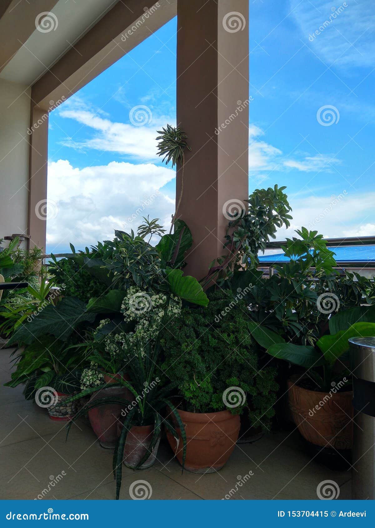 Balcony indoor plants stock image. Image of balcony - 153704415