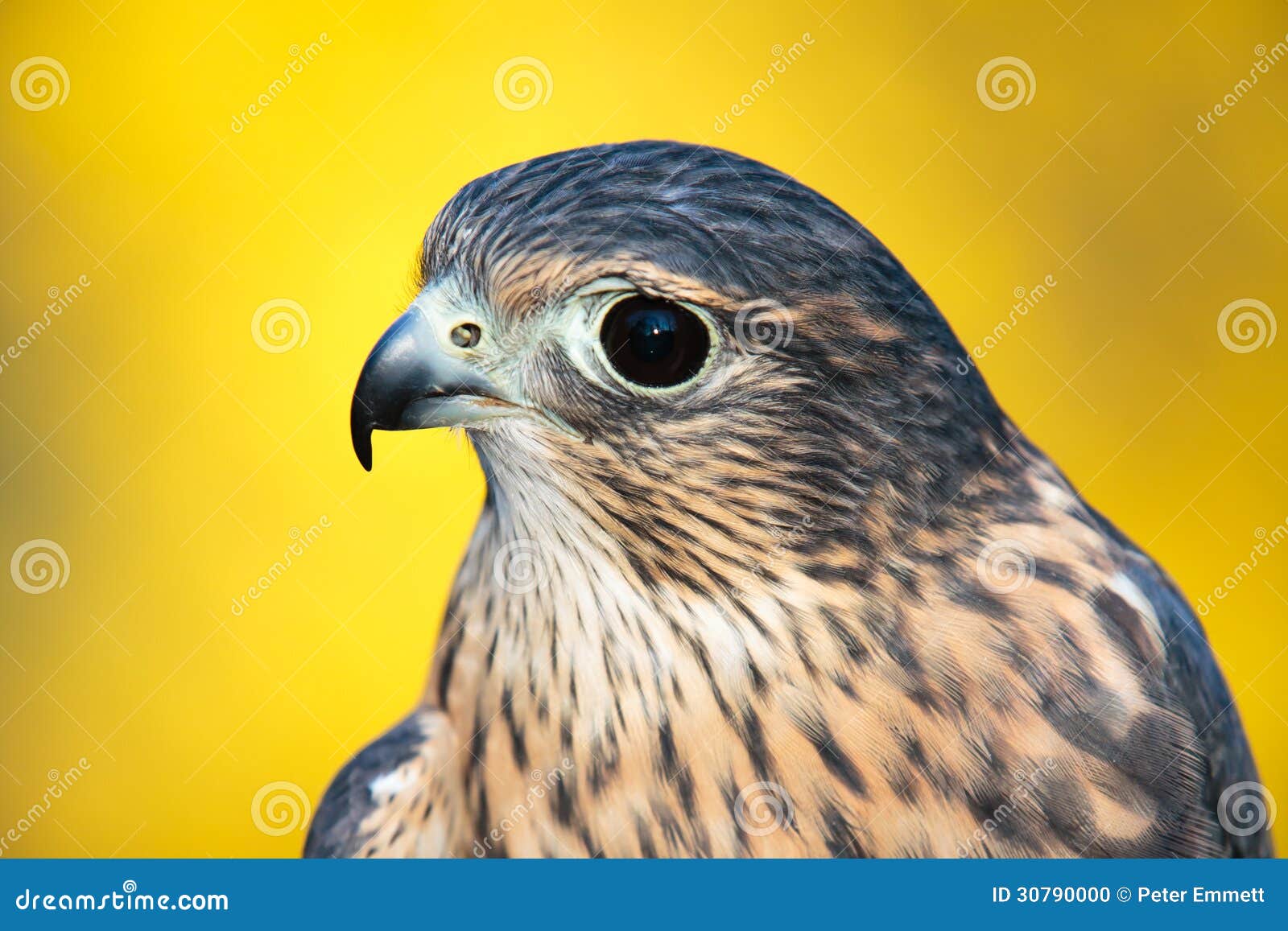 Roofvogel - Amerikaanse Torenvalk Stock Foto - Image of kijkt ...